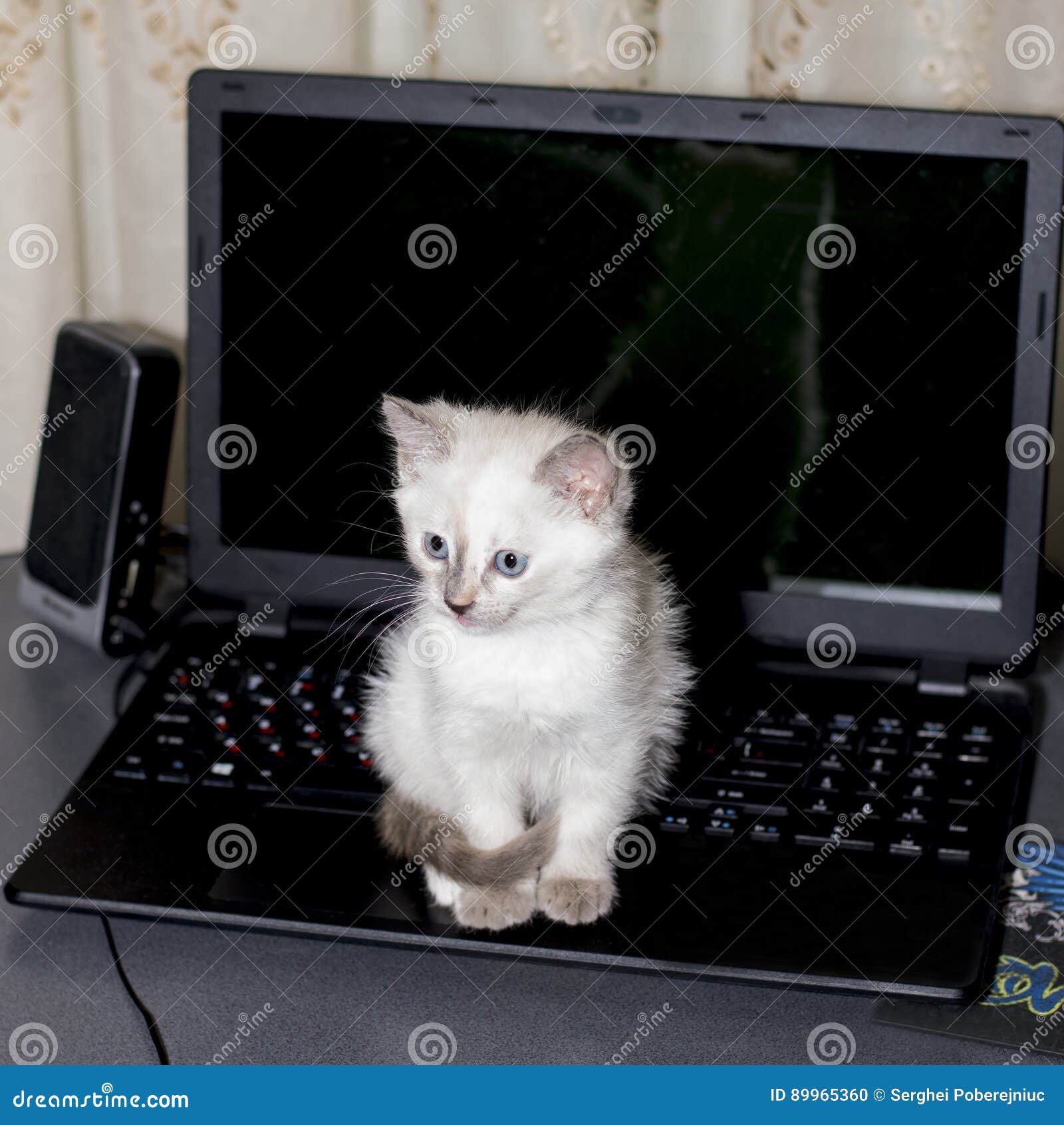 Blue-eyed Kitty Sitting on a Laptop Stock Photo - Image of cute, kitten ...