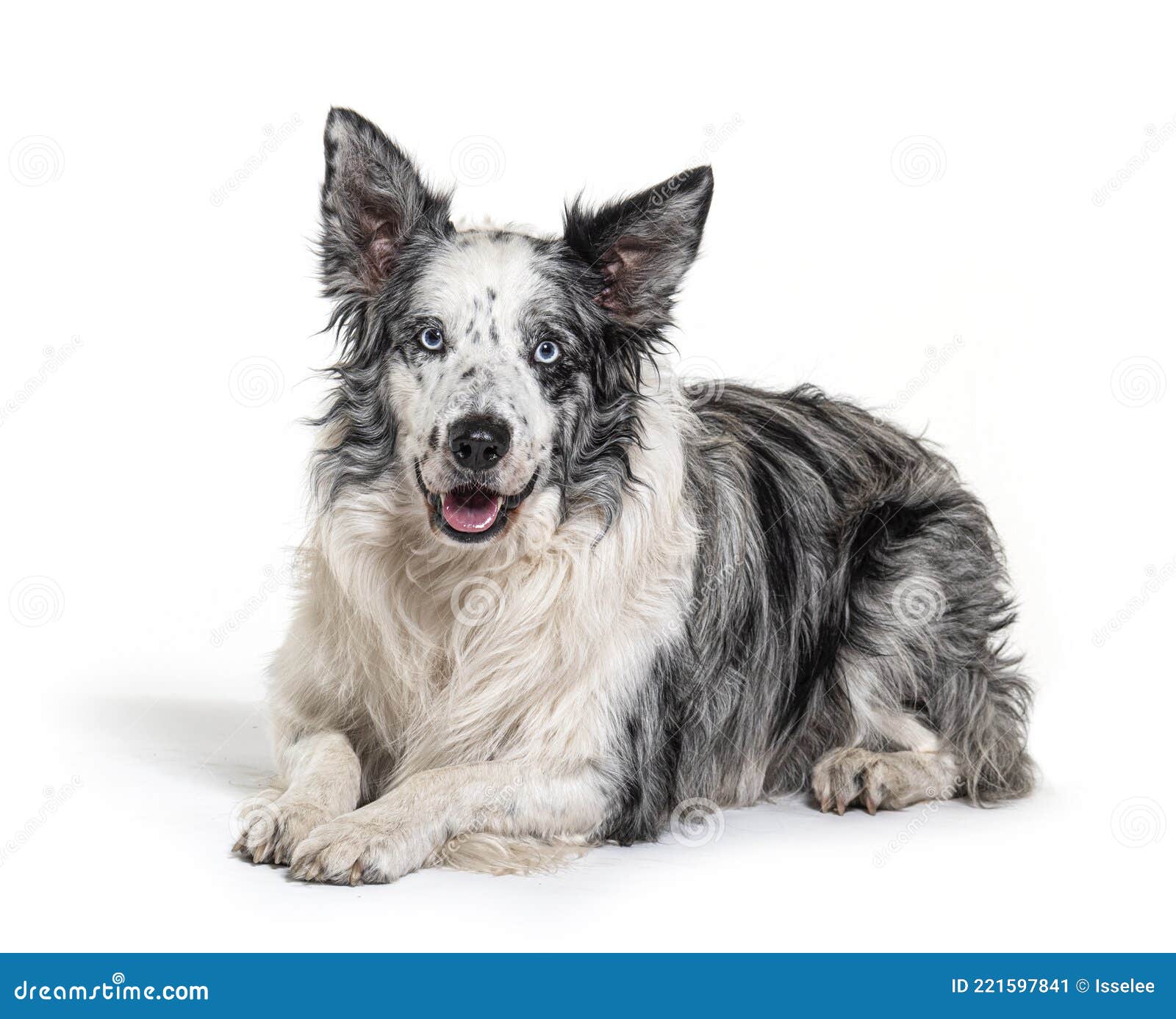 Blue Eyed Blue Merle Border Collie, Isolated Stock Image - Image of ...