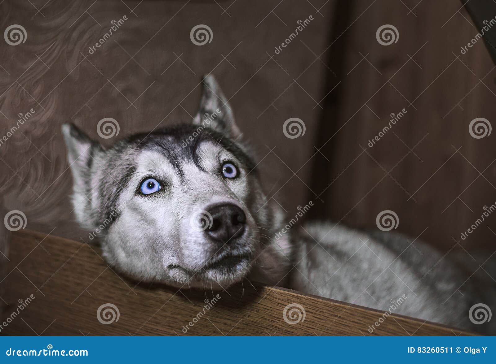 Blue-eyed Siberian Husky Looking at the Camera Stock Image - Image of ...