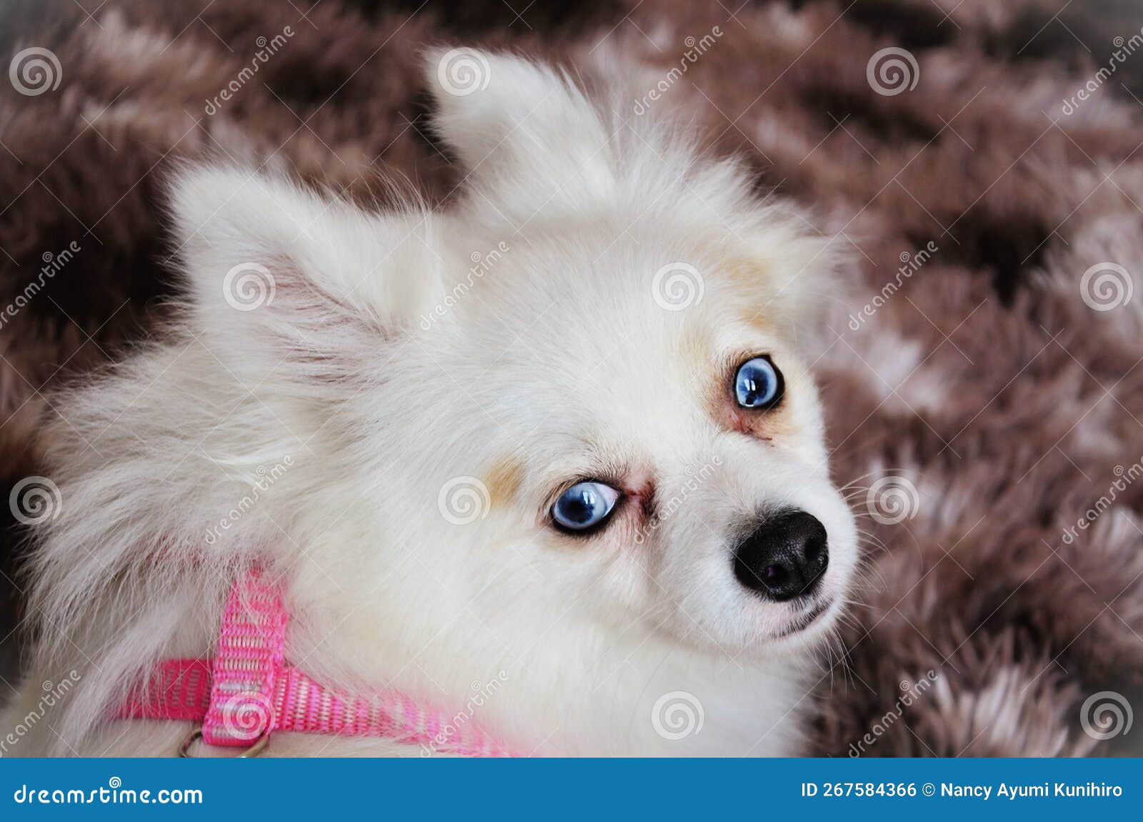Blue-eyed White Dwarf German Spitz Watching on Carpet Stock Photo ...