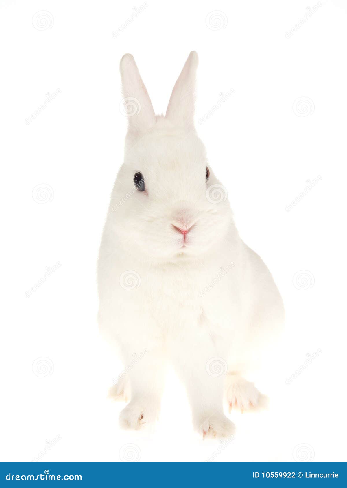 Blue Eyed Netherland Dwarf Rabbits
