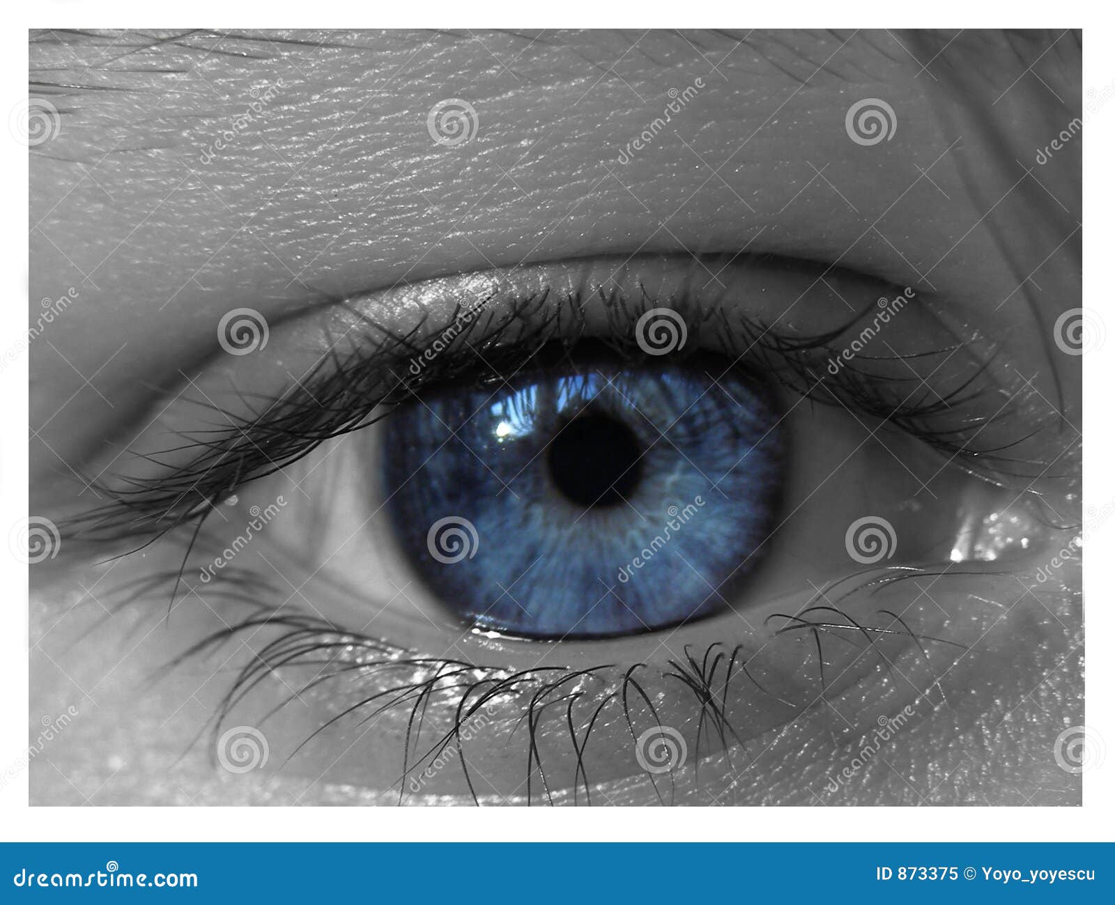 Blue eyes stock image. Image of sweet, iris, macro, eyes - 873375
