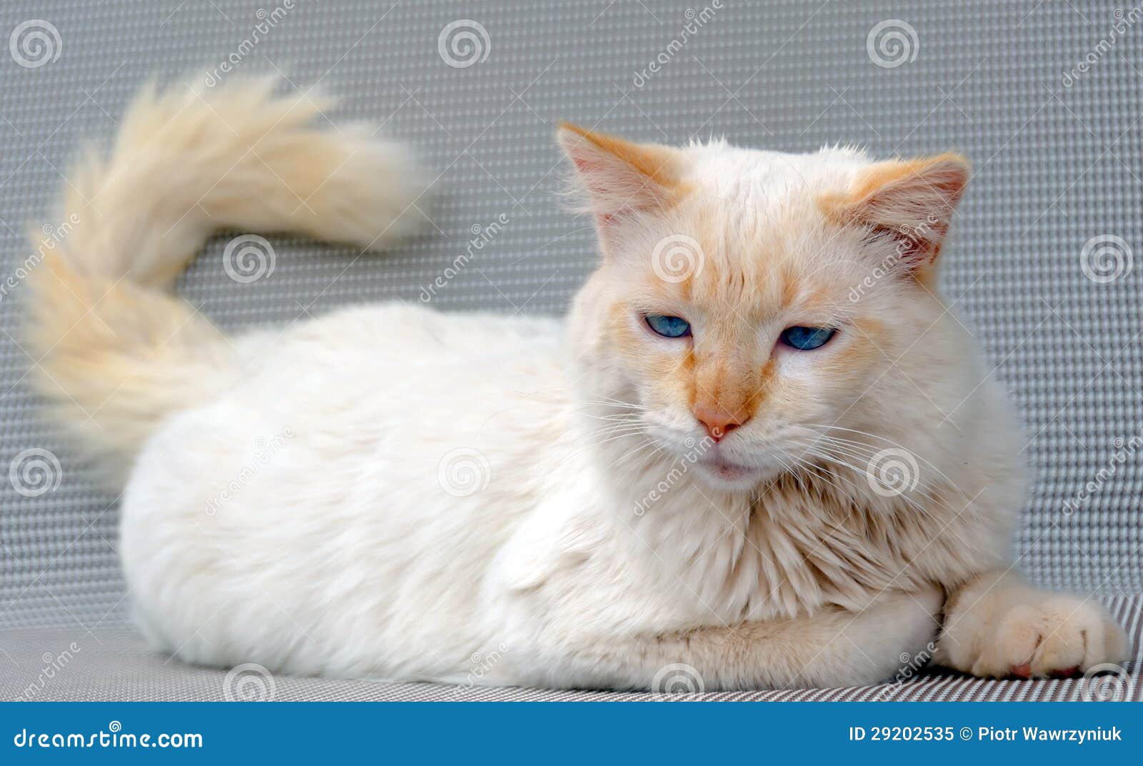 Blue eyes cat stock image. Image of cream, sunbed, side - 29202535