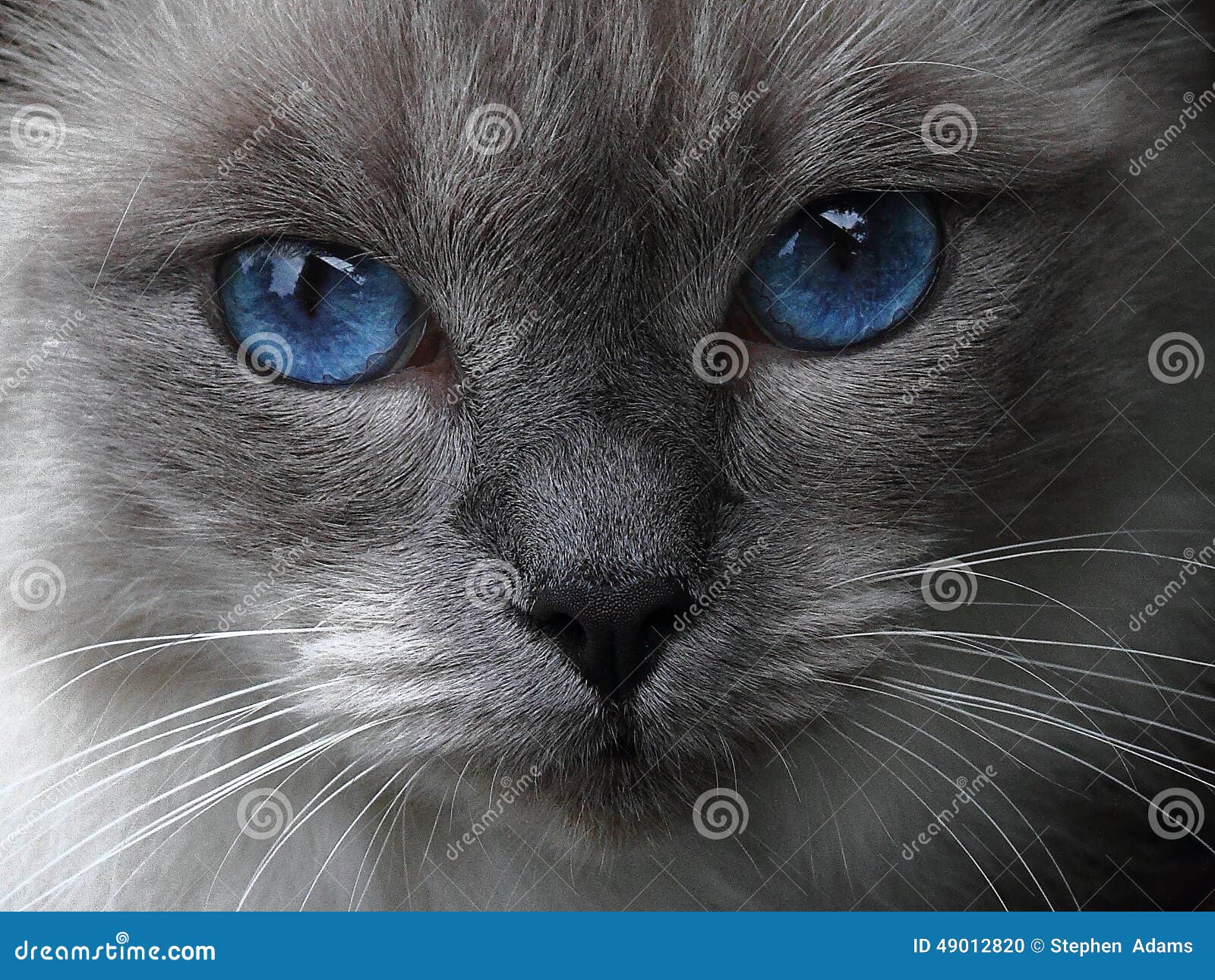 Blue eyes stock photo. Image of eyes, ragdoll, eyed, grey - 49012820