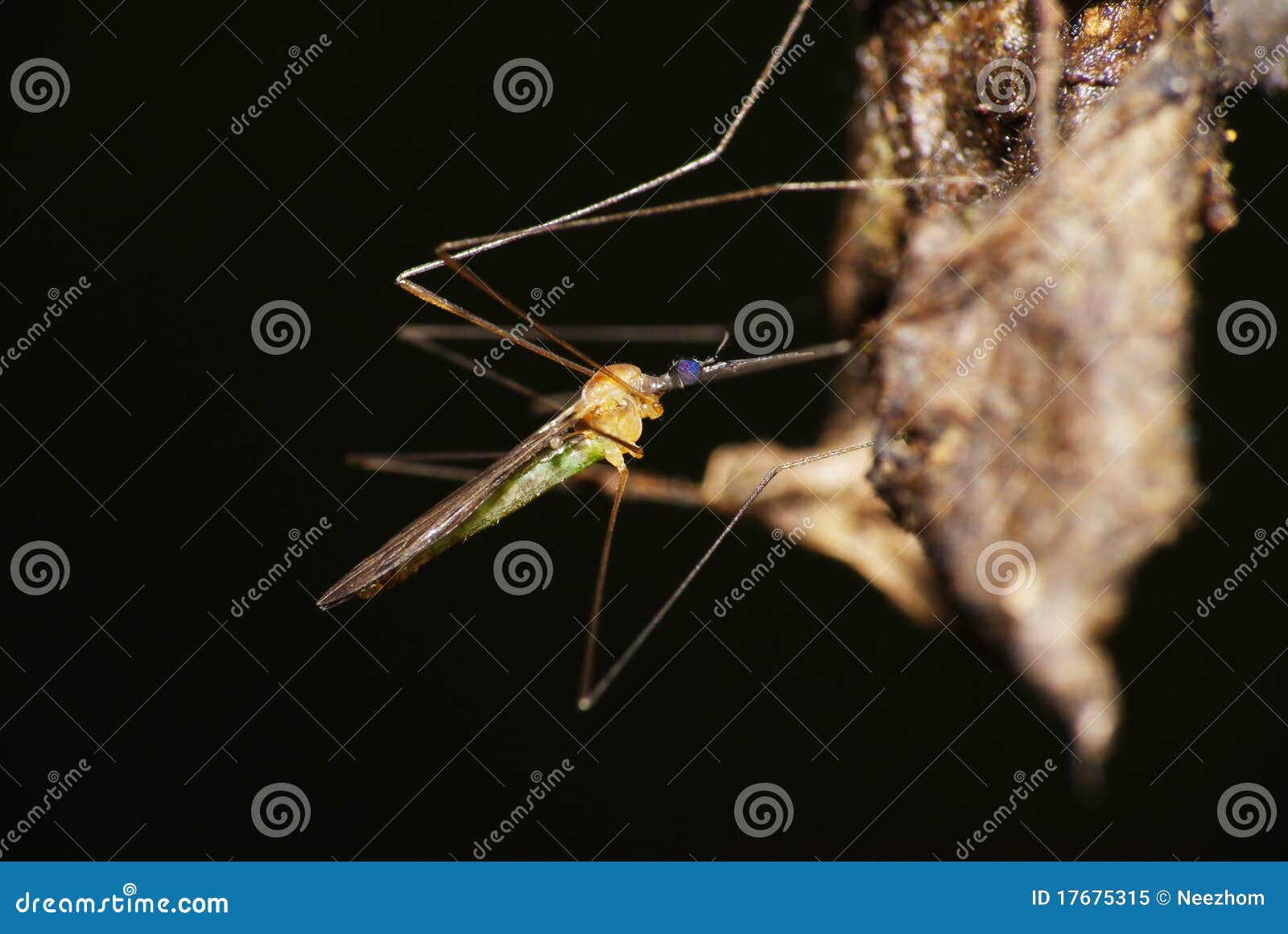 Blue eyes Mosquito stock image. Image of black, blue - 17675315