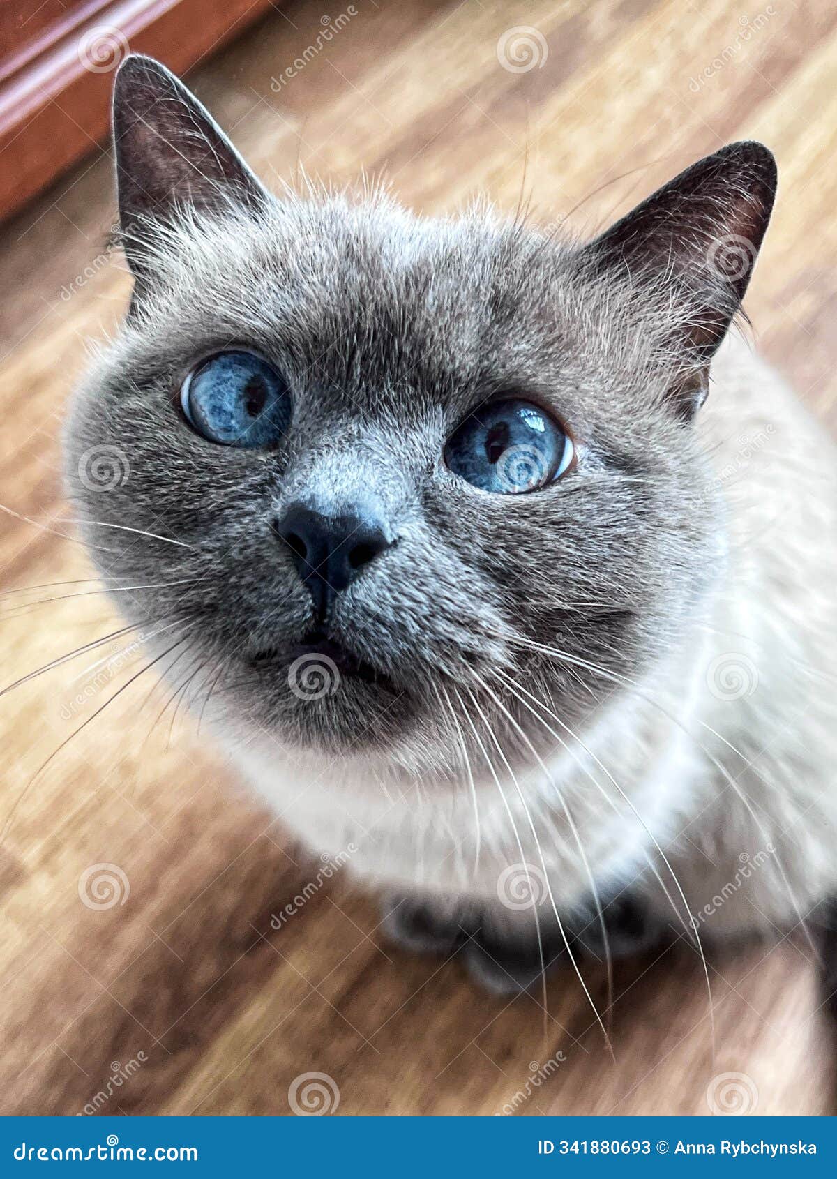 Blue Eyes Siamese Cat with Cross Eyes Stock Image - Image of kitten ...