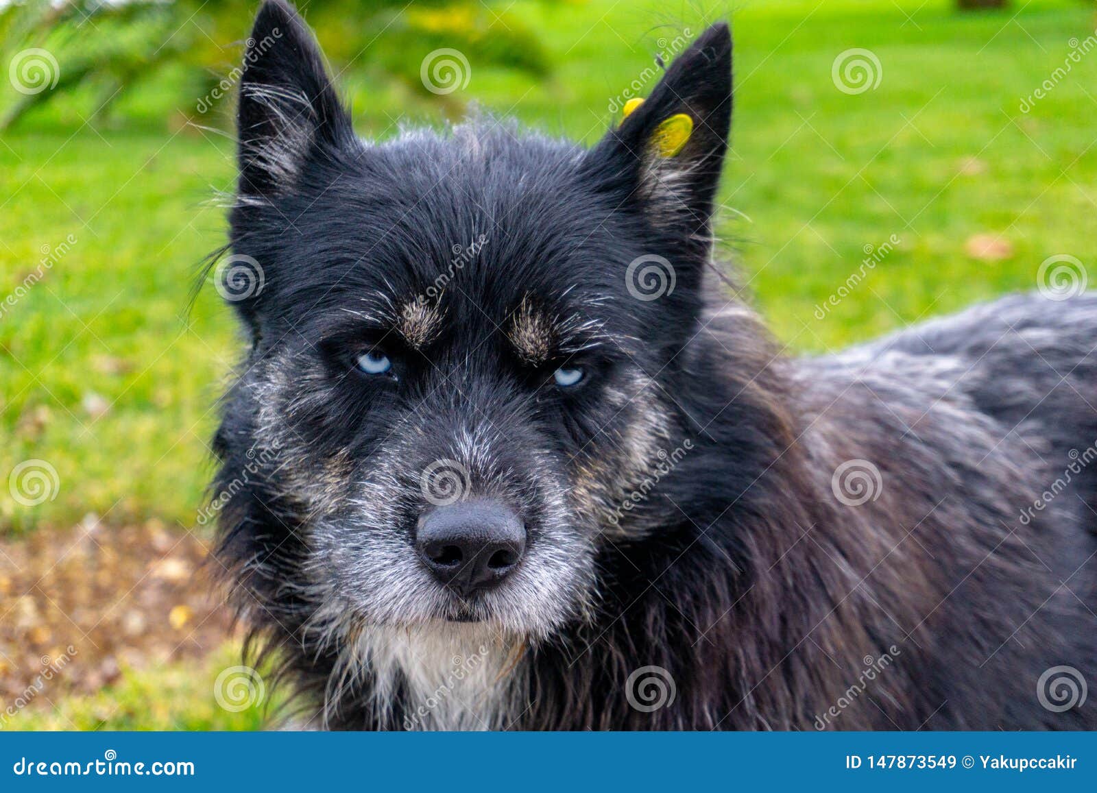 Blue Eyes of a Stray Homeless Wolf Stock Image - Image of canine, look ...