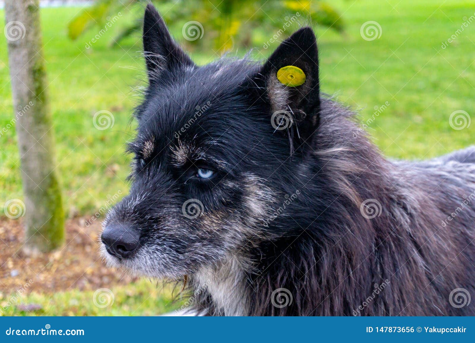 Blue Eyes of a Stray Homeless Wolf Stock Photo - Image of nature ...