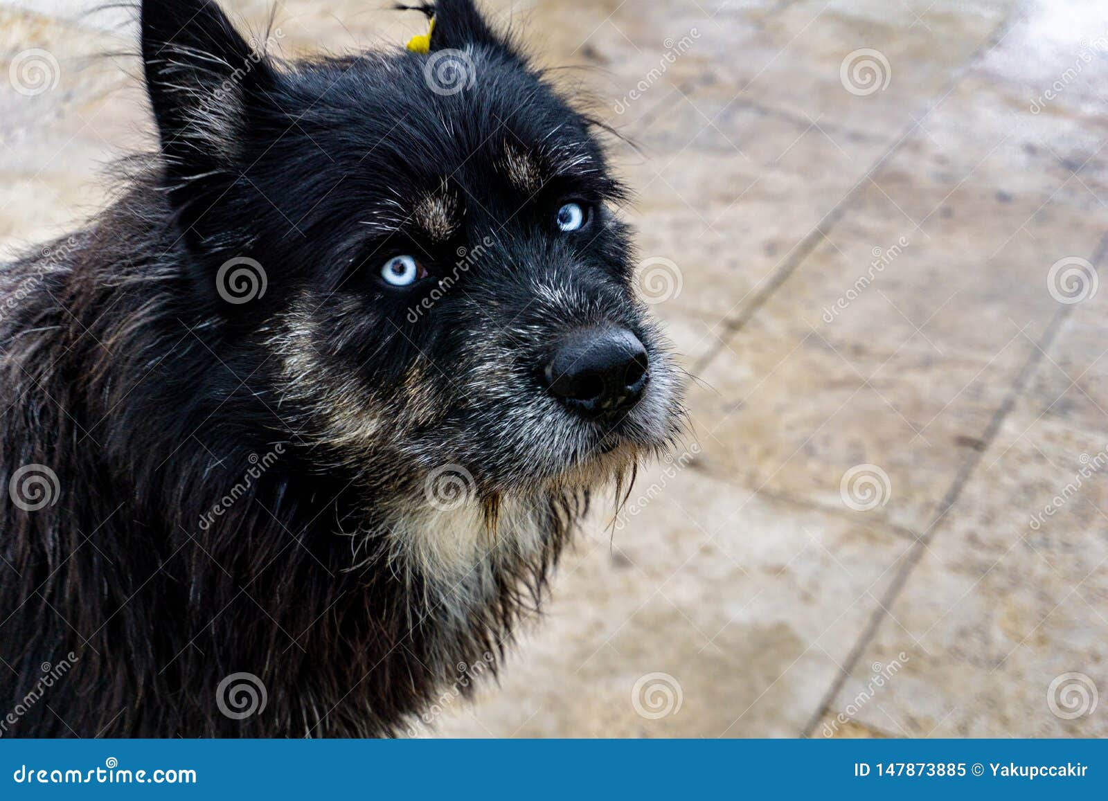 Blue Eyes of a Stray Homeless Wolf Stock Image - Image of life ...
