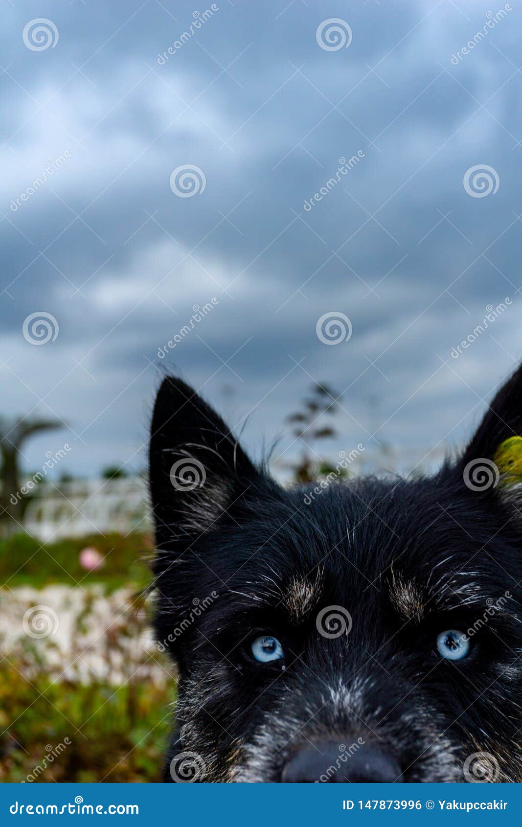 Blue Eyes of a Stray Homeless Wolf Stock Photo - Image of landscape ...