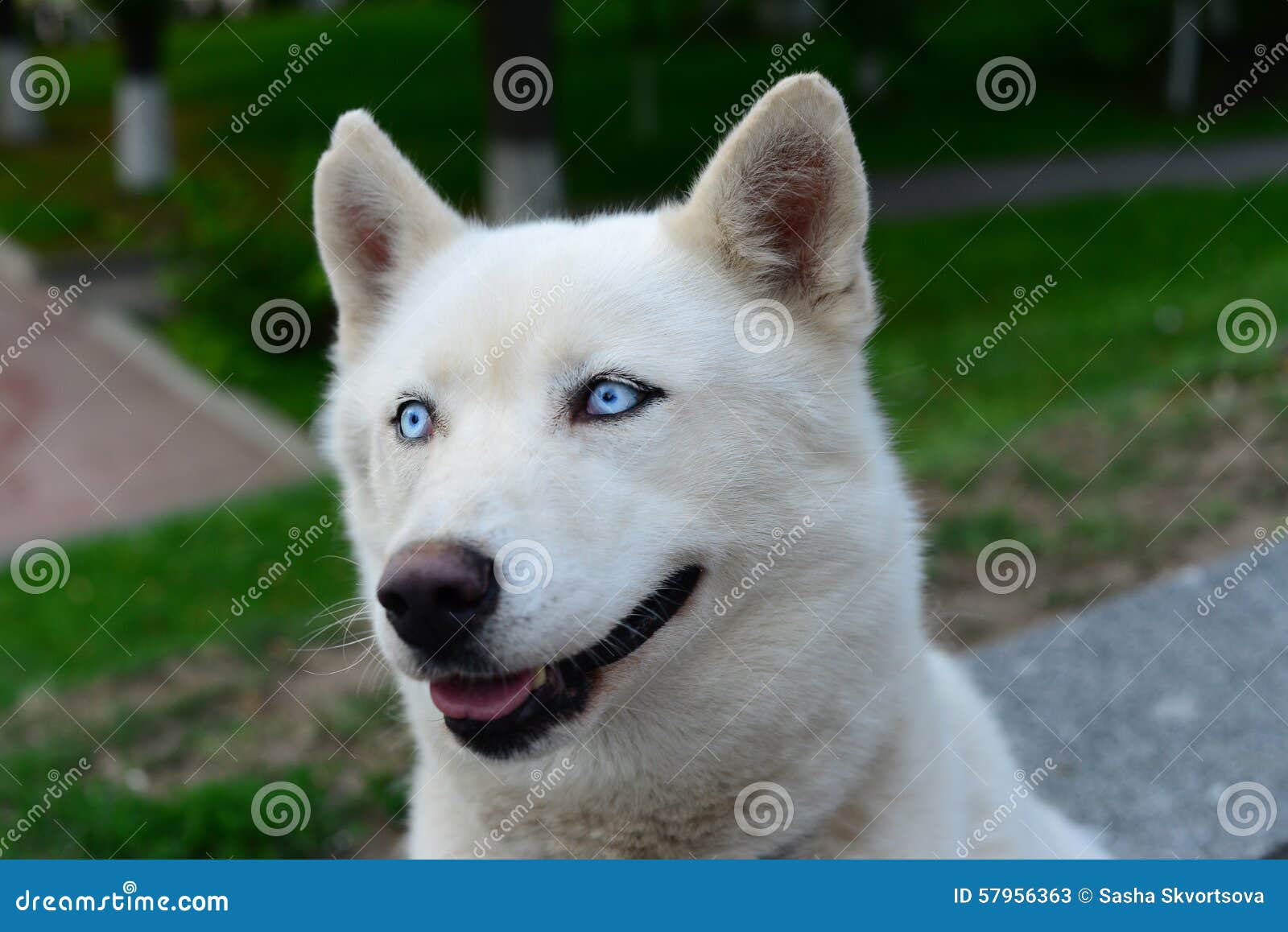 Blue Eyes White Siberian Husky Stock Image - Image of obedient, loyal ...