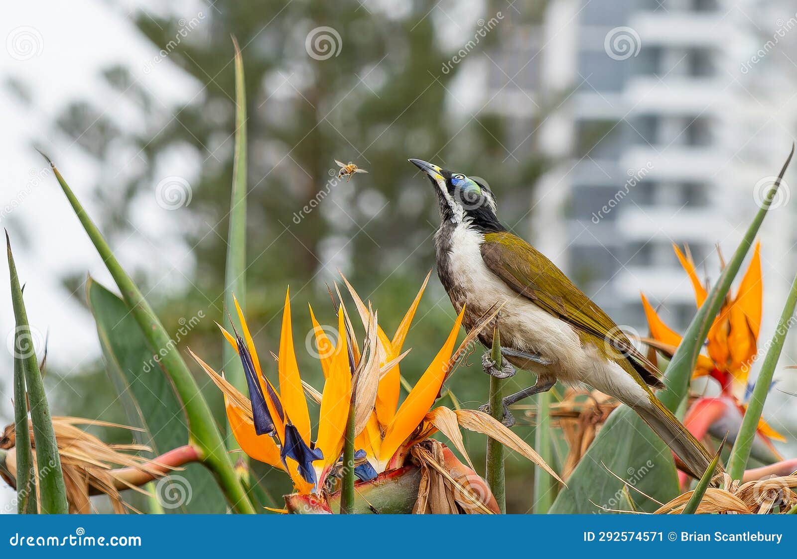 Blue-faced Honey-eater in Bird of Paradise Bush Watching a Bee Fly by ...