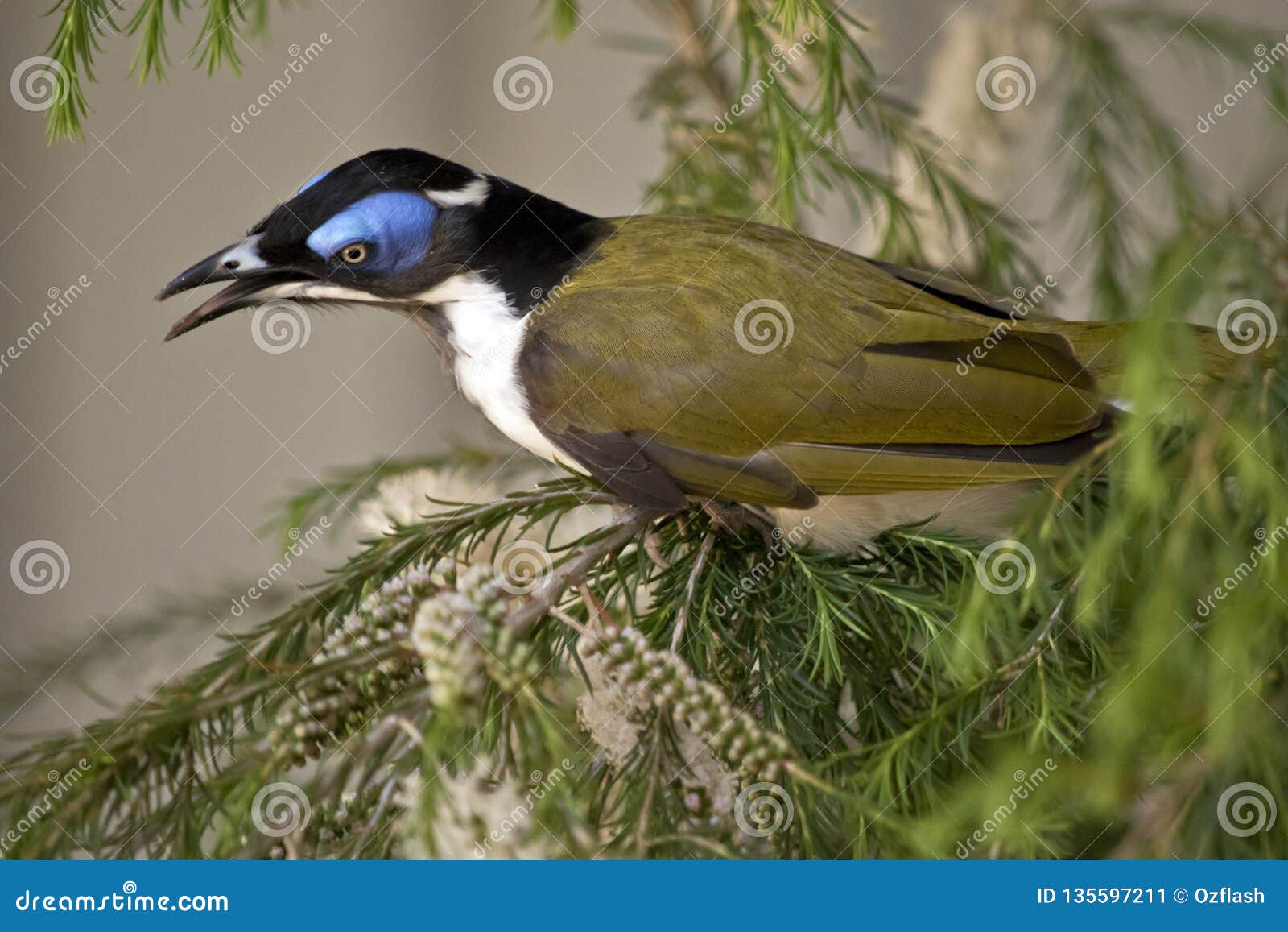 Blue Faced Honeyeater or Banana Bird Stock Image - Image of black ...