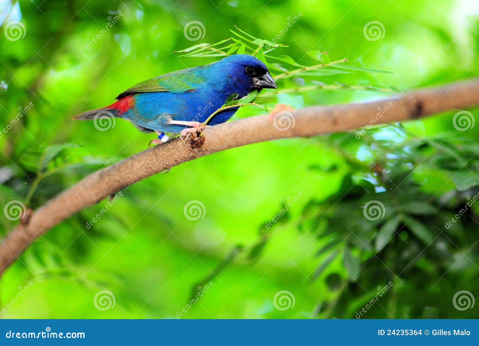 A Blue-faced Parrotfinch Bird Stock Photo - Image of parks, nature ...