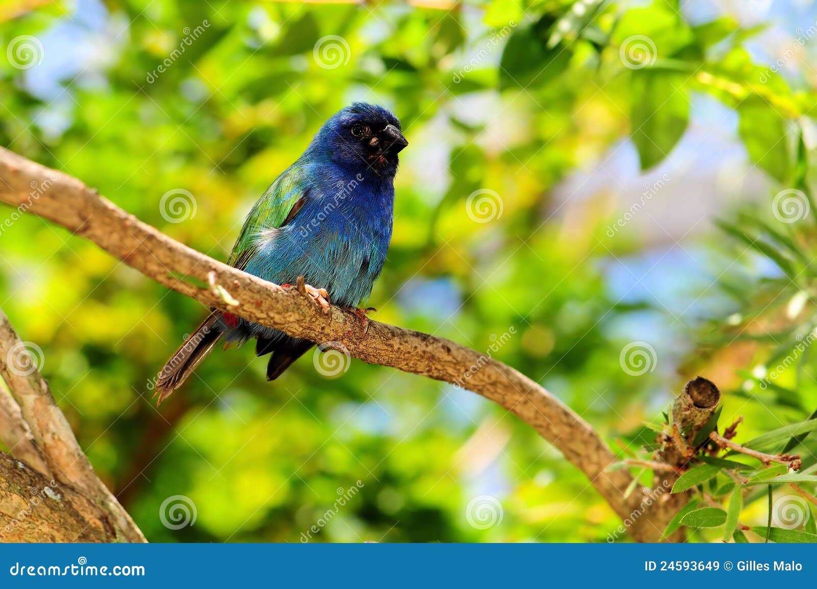 Blue-faced Parrotfinch Bird Stock Image - Image of creatures, wing ...