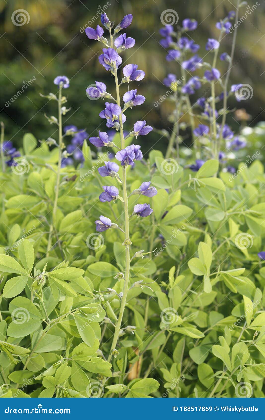 Blue False Indigo stock image. Image of plant, vertical - 188517869