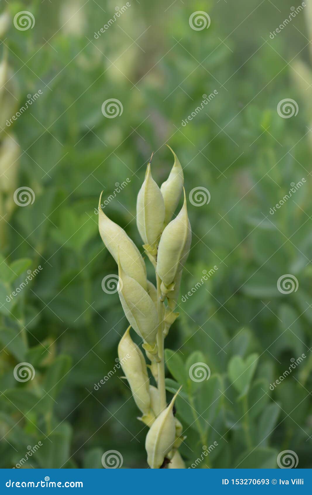 Blue false indigo stock image. Image of botany, wild - 153270693