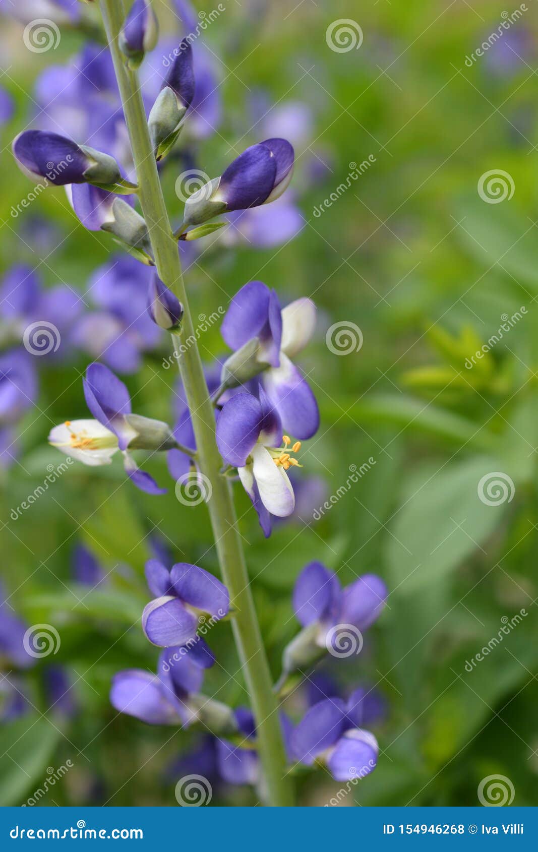 Blue false indigo stock photo. Image of outdoors, nature - 154946268