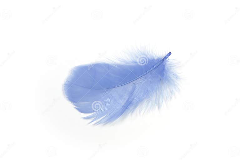 Blue feather stock image. Image of fall, mourn, flying - 19259341