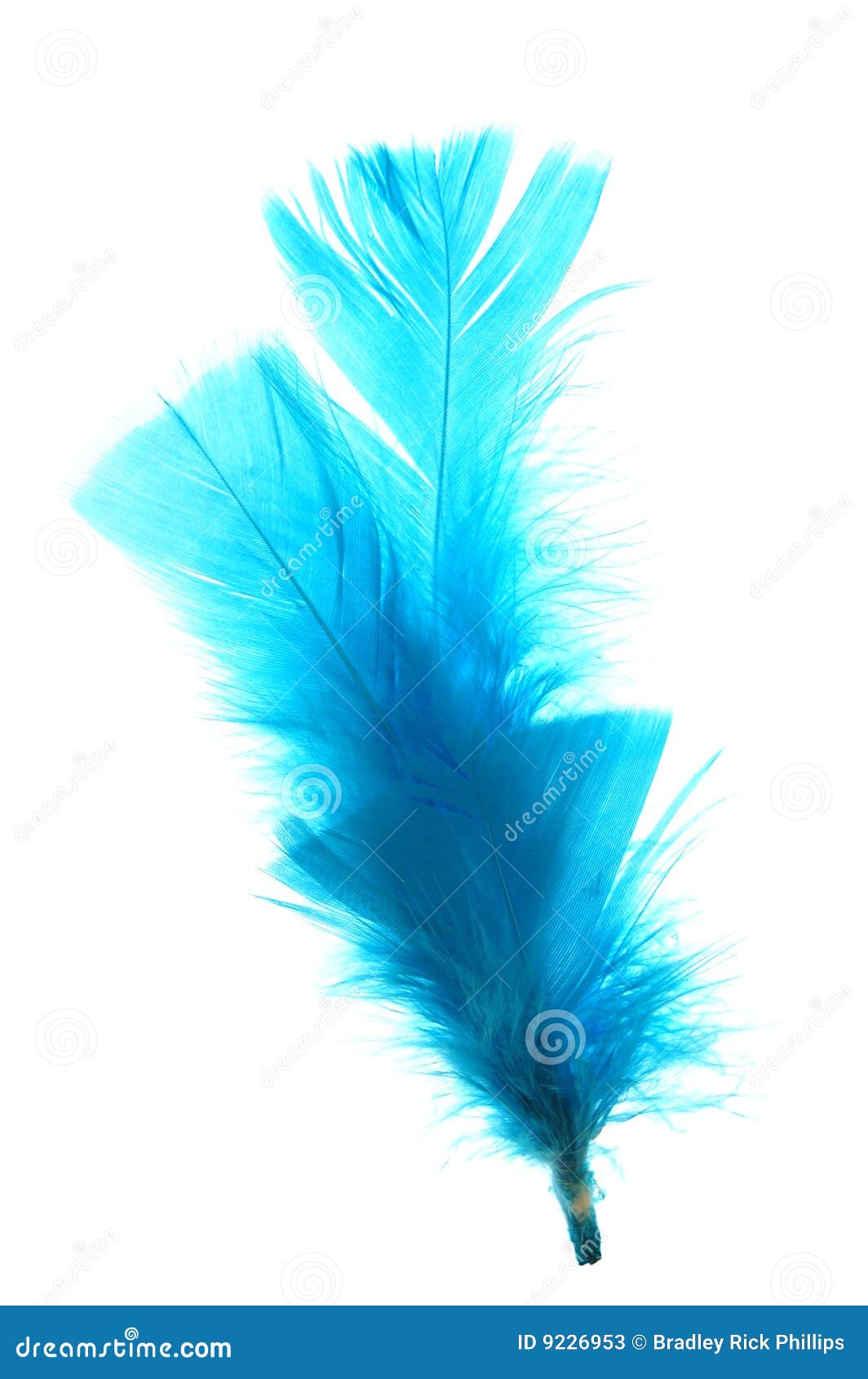 Blue feather stock image. Image of blue, back, feathers - 9226953