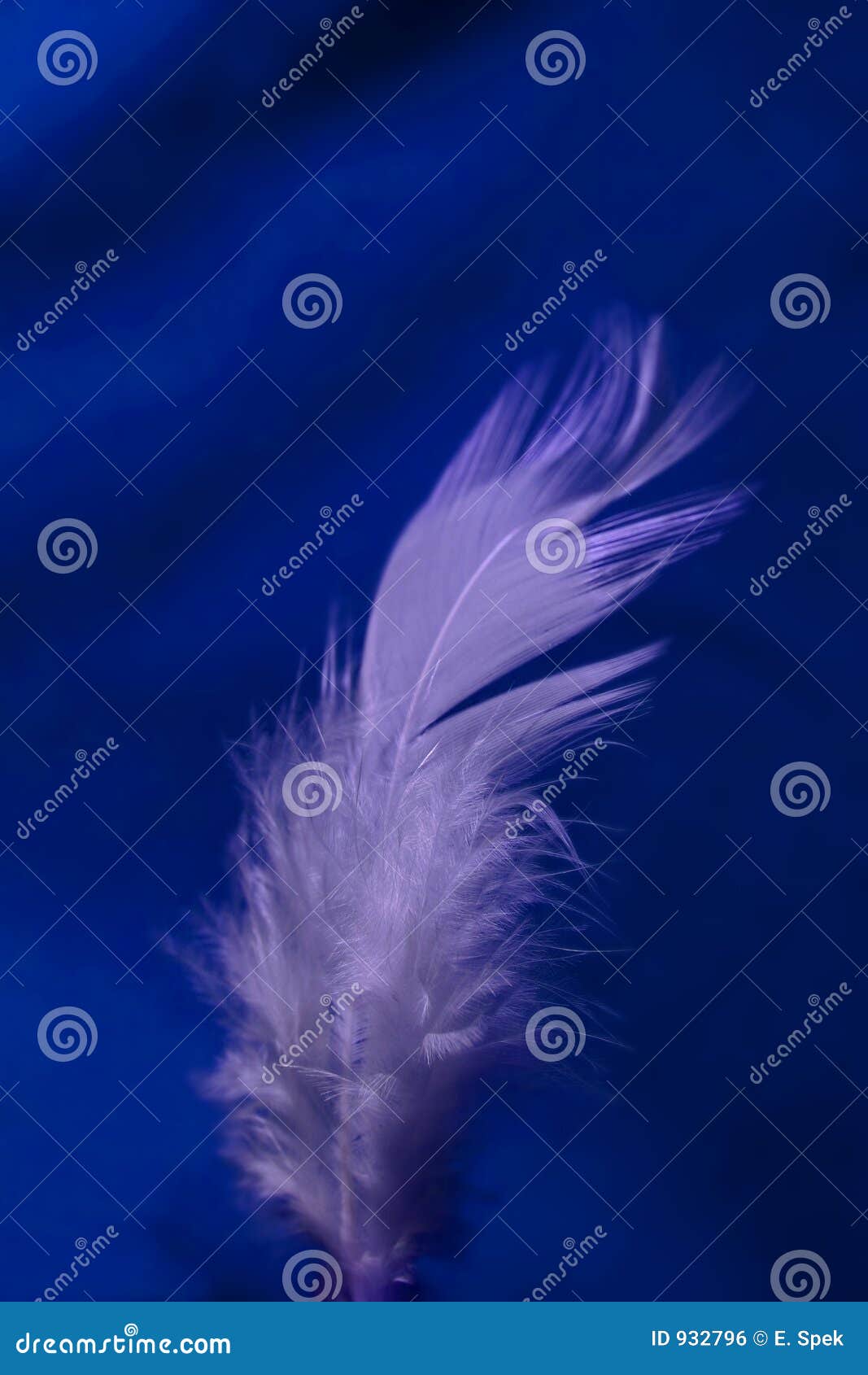 Blue Feather stock photo. Image of lines, bird, focus, line - 932796