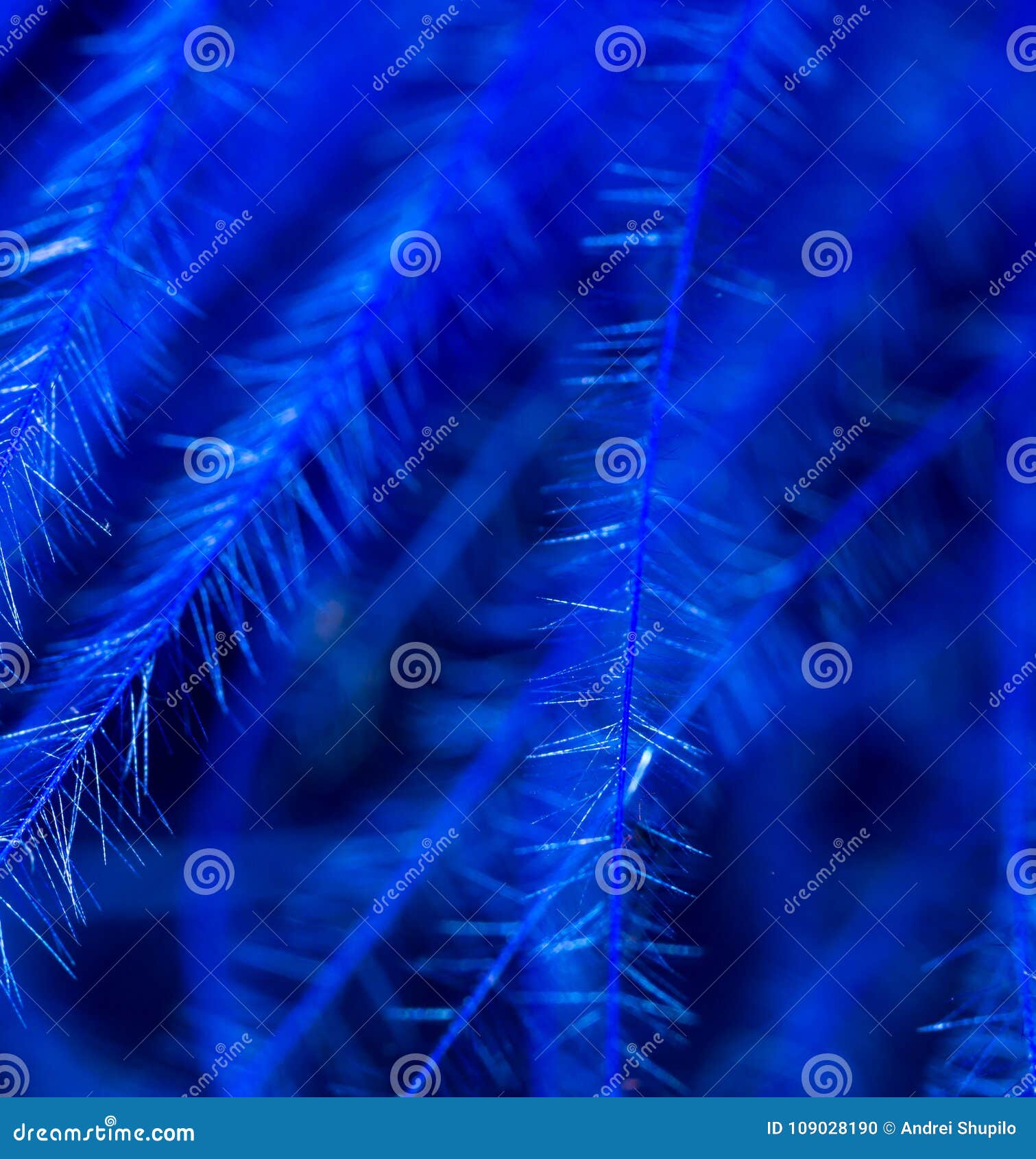 A Blue Feather As an Abstract Background Stock Photo - Image of soft ...