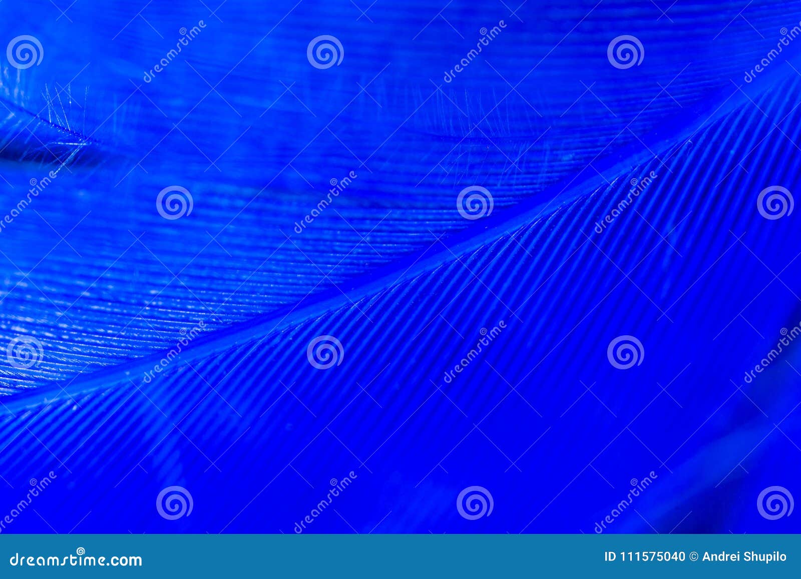 A Blue Feather As an Abstract Background Stock Photo - Image of pattern ...
