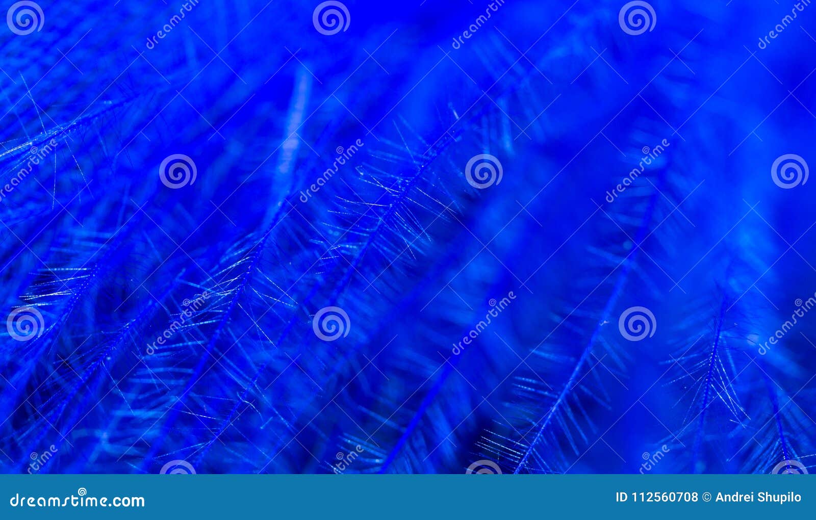 A Blue Feather As an Abstract Background Stock Photo - Image of ...