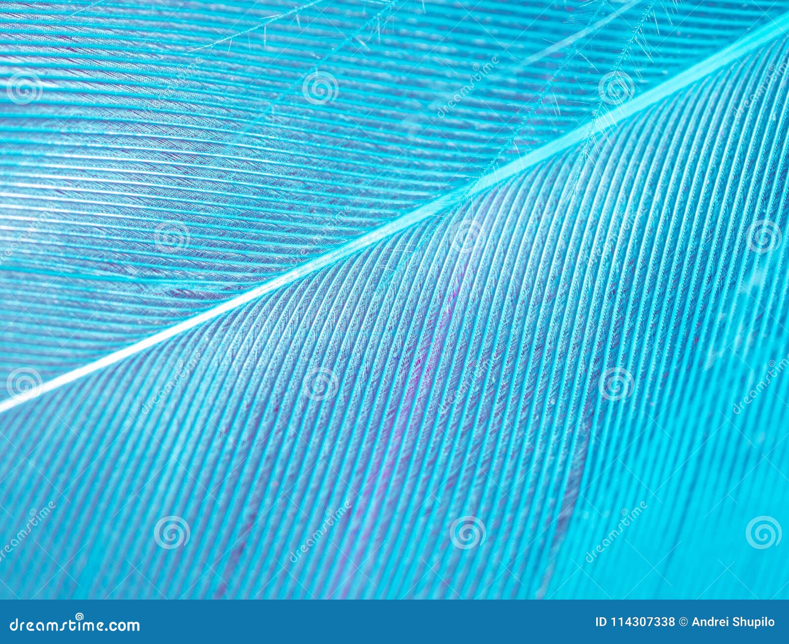 Blue Feather As an Abstract Background Stock Photo - Image of beauty ...