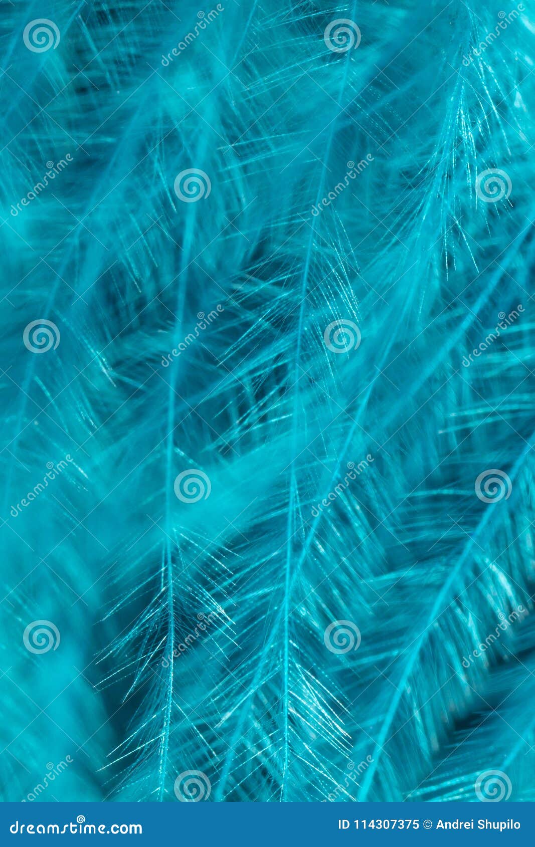 Blue Feather As an Abstract Background Stock Image - Image of light ...