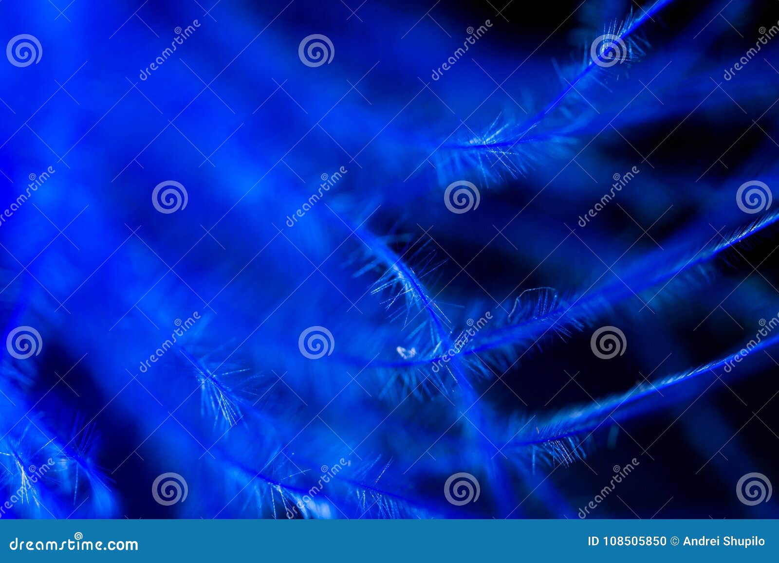 A Blue Feather As an Abstract Background Stock Photo - Image of feather ...