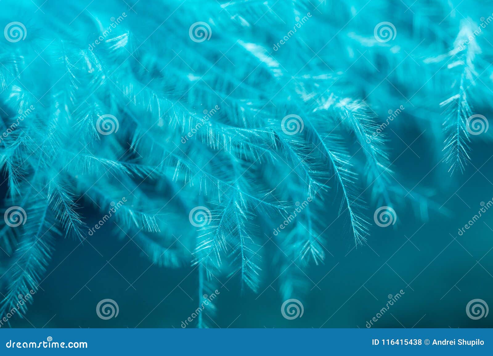 Blue Feather As an Abstract Background Stock Photo - Image of macro ...