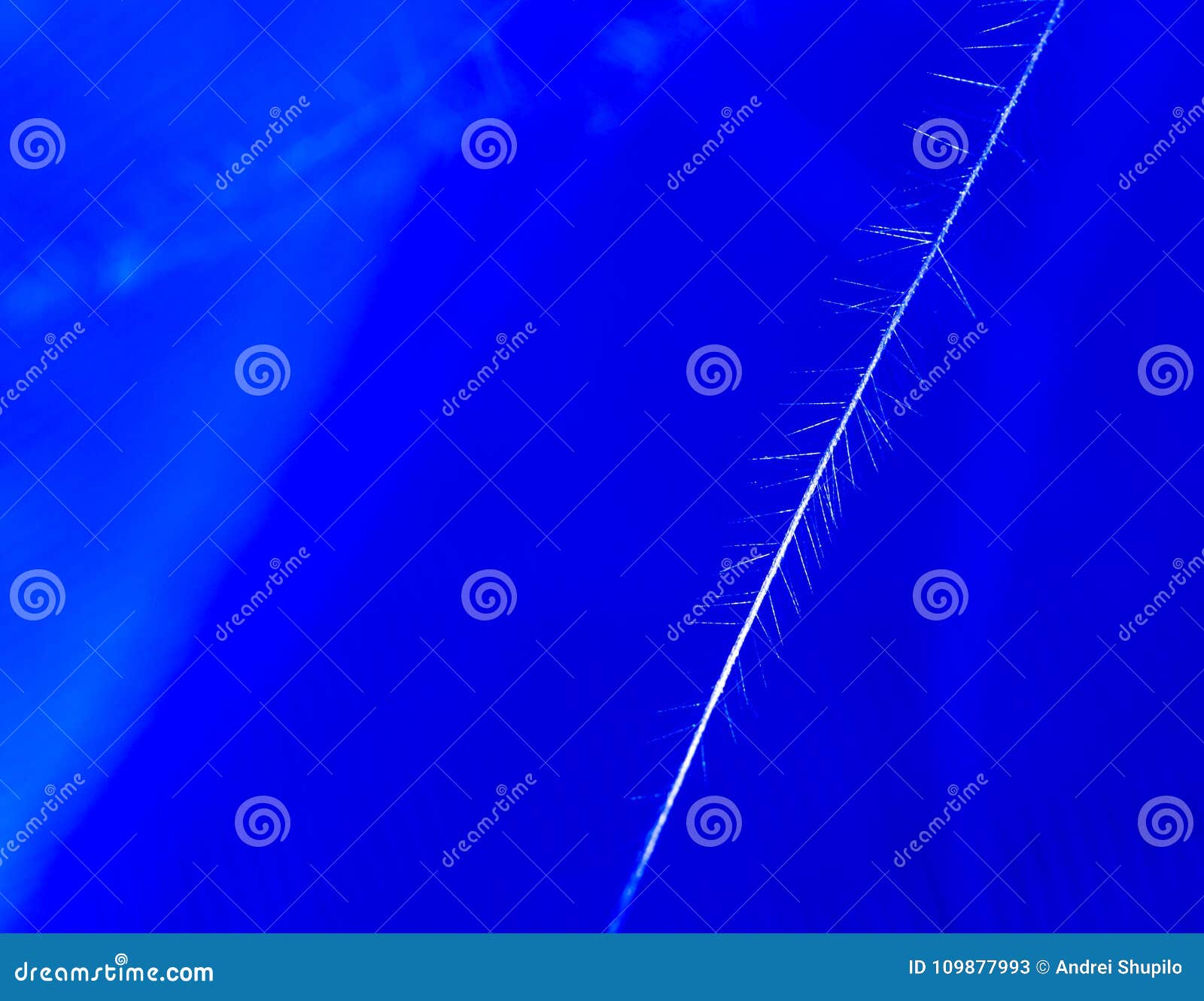 A Blue Feather As an Abstract Background Stock Image - Image of blue ...