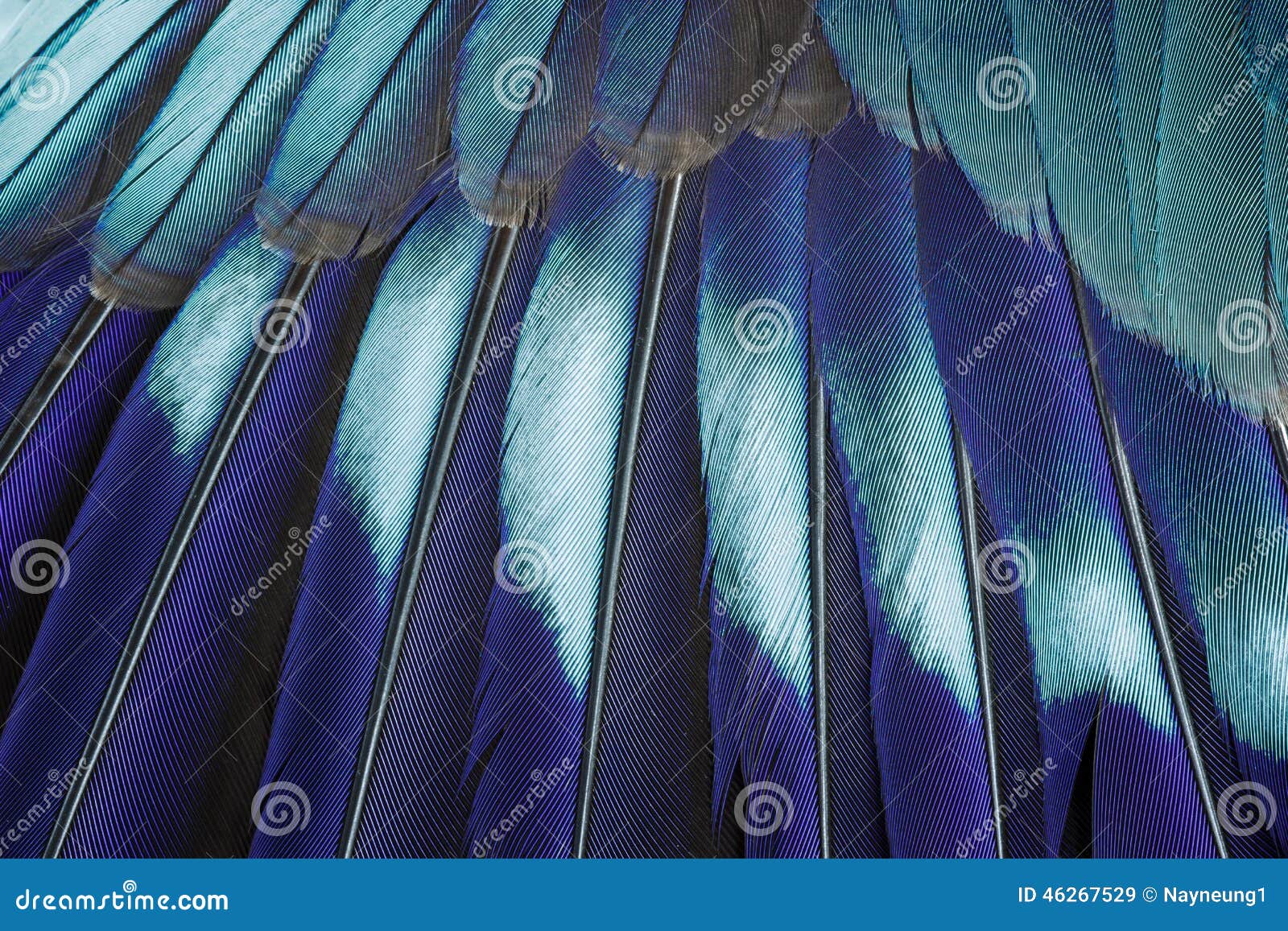 Blue feather background. stock image. Image of green - 46267529