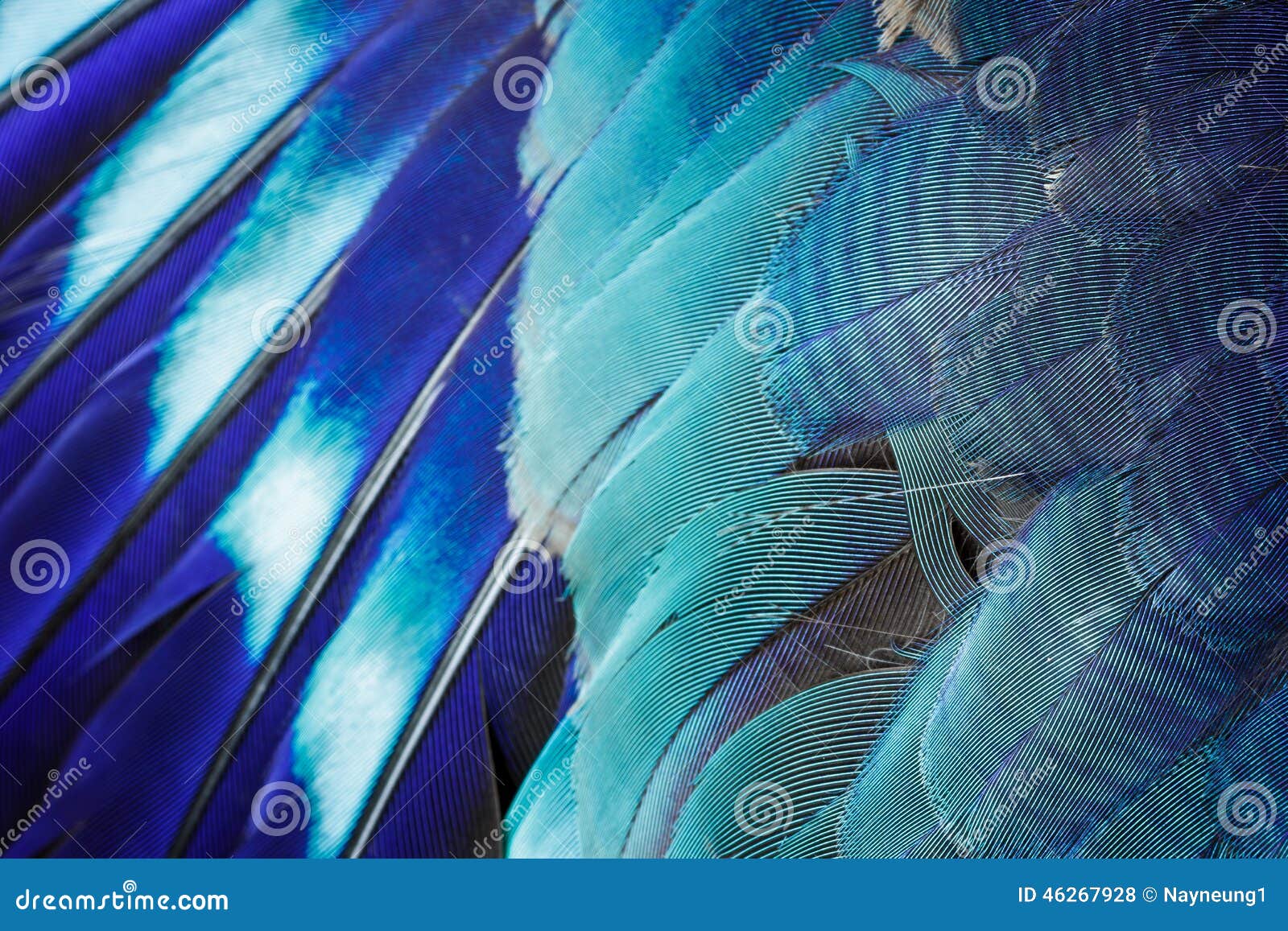 Blue feather background. stock photo. Image of green - 46267928