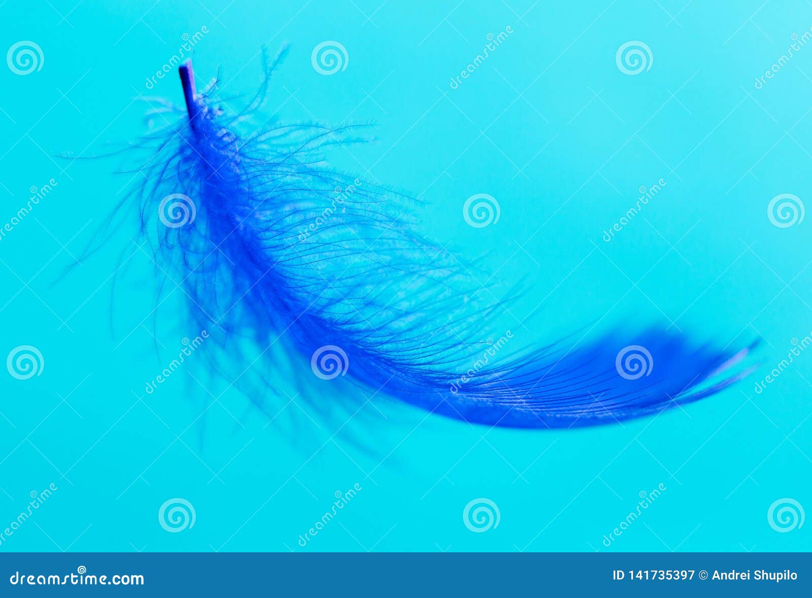 Blue Feather on Blue Background Stock Image - Image of bird, smooth ...