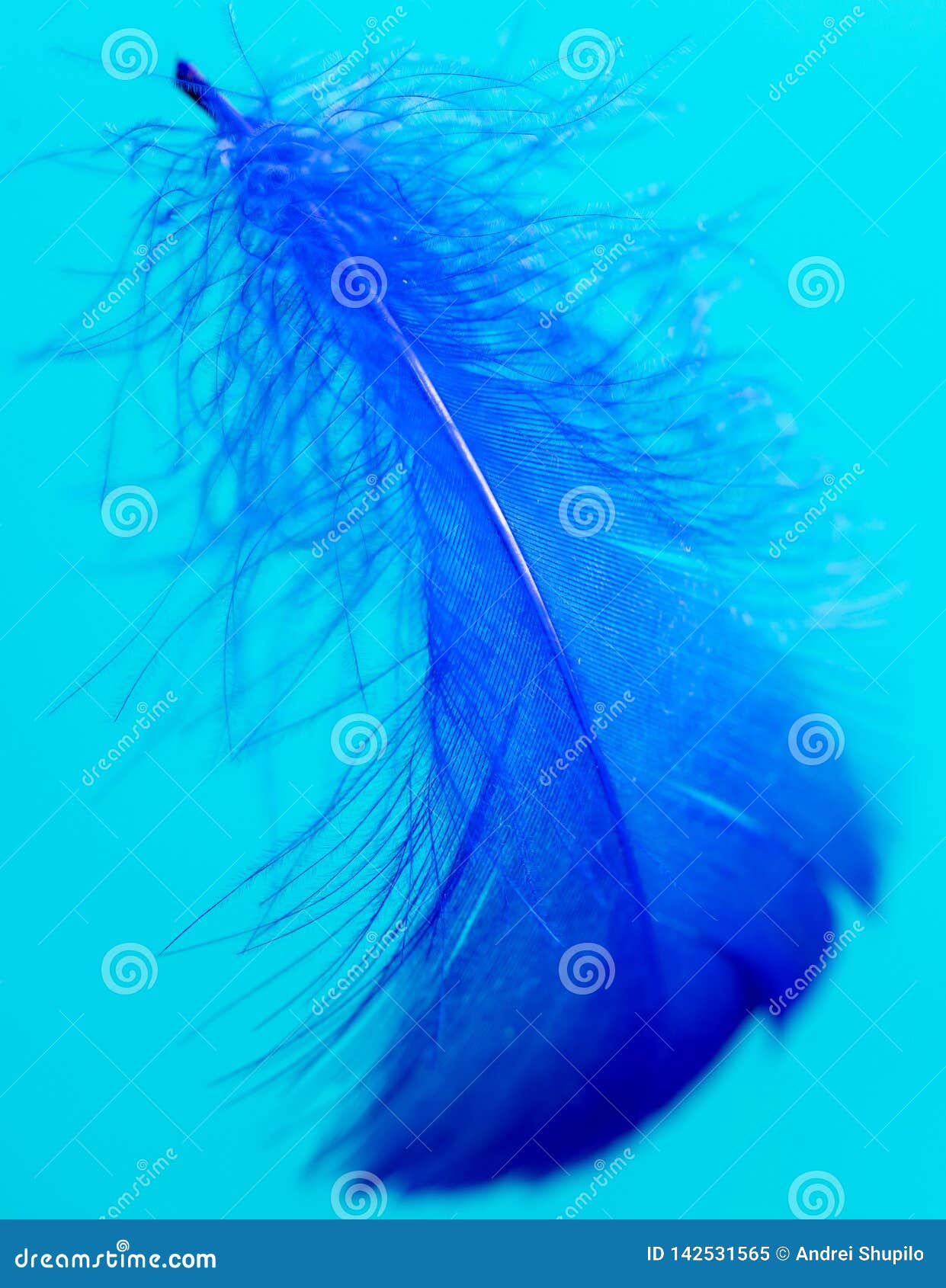 Blue Feather on Blue Background Stock Image - Image of bird, concept ...