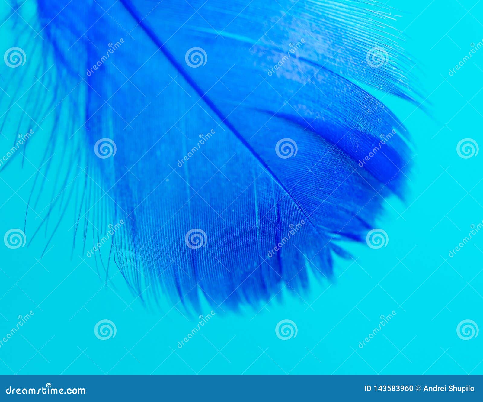 Blue Feather on Blue Background Stock Photo - Image of wing, texture ...