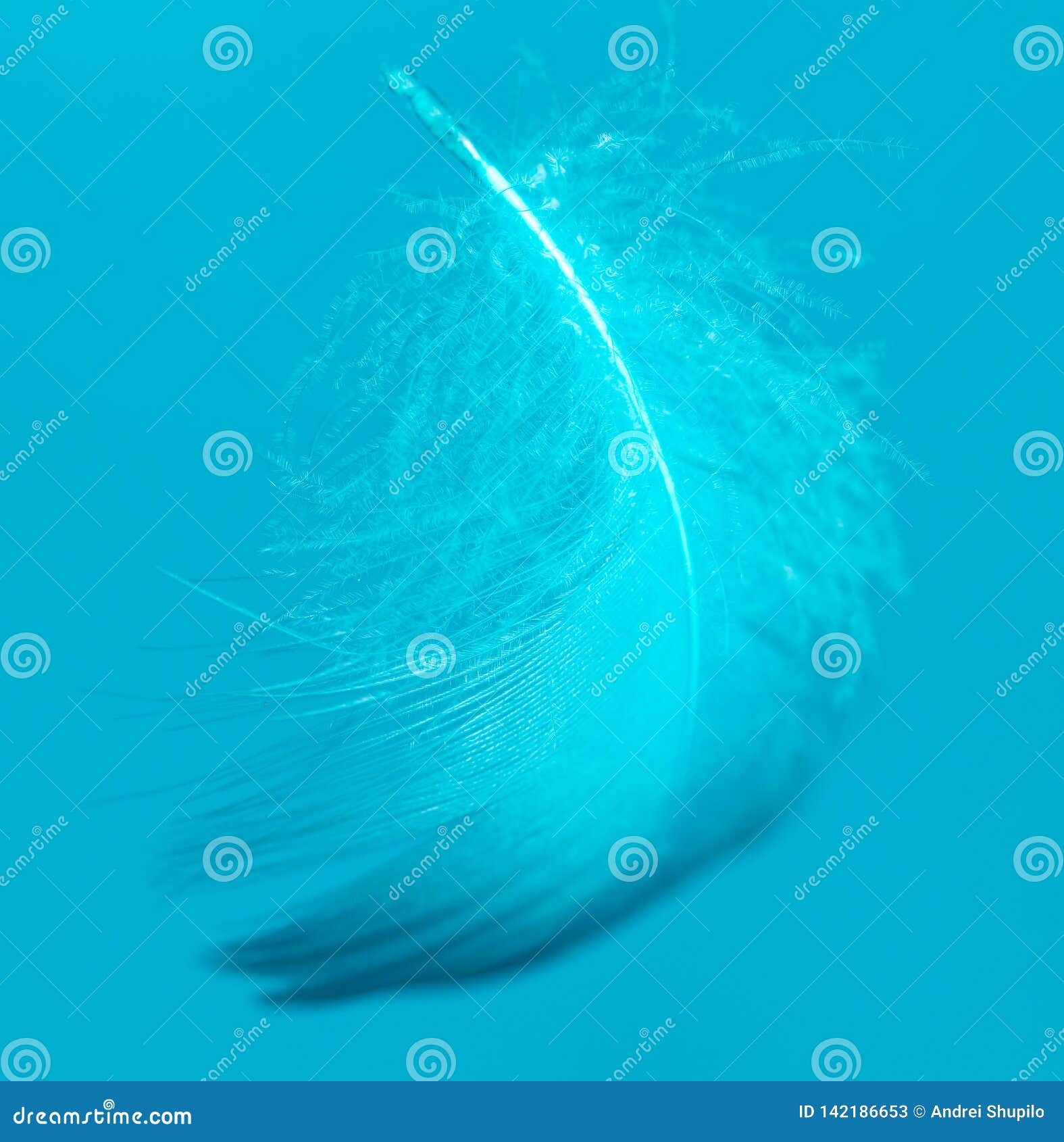 Blue Feather Isolated on Blue Background Stock Image - Image of texture ...