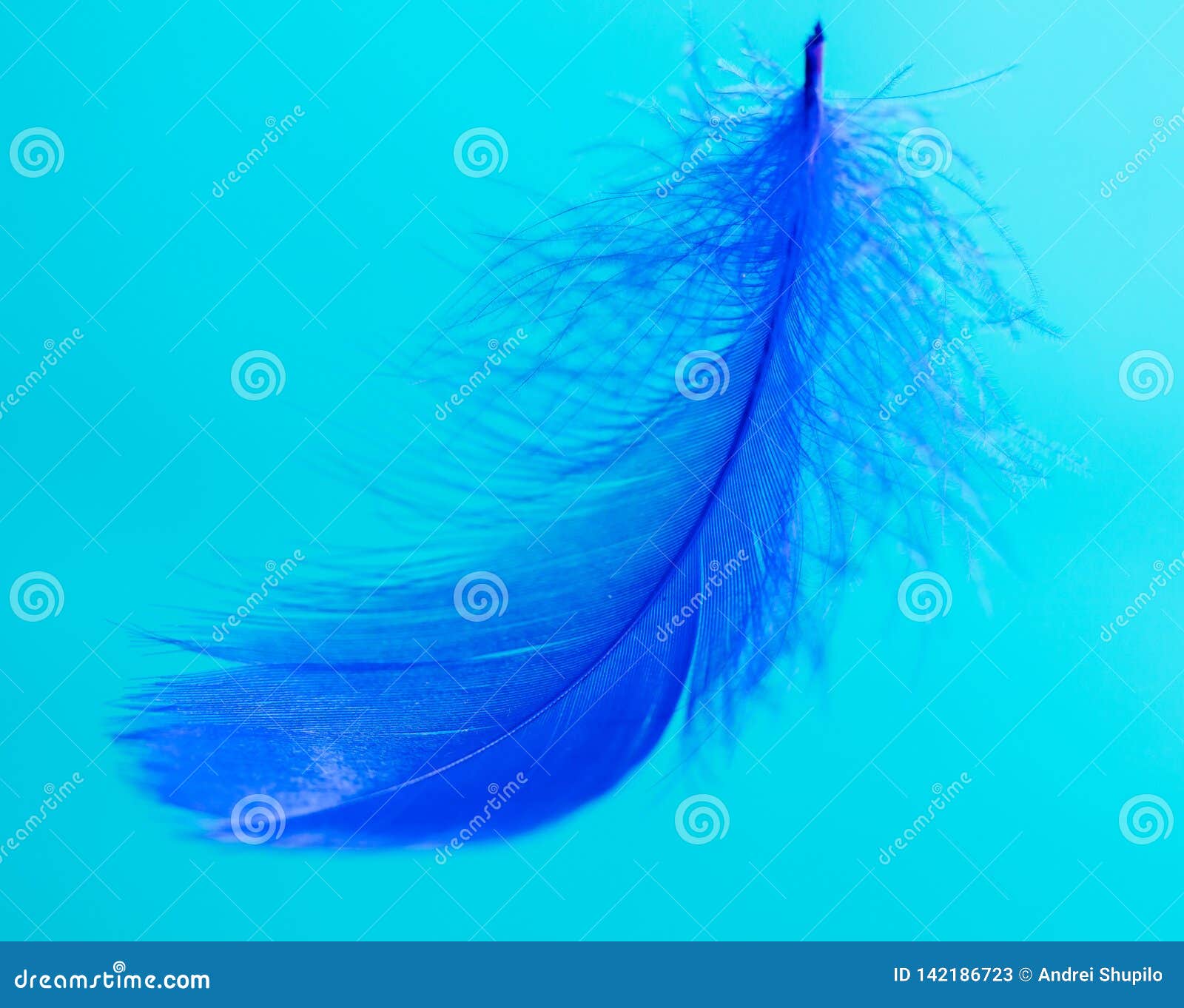 Blue Feather Isolated on Blue Background Stock Image - Image of fluffy ...