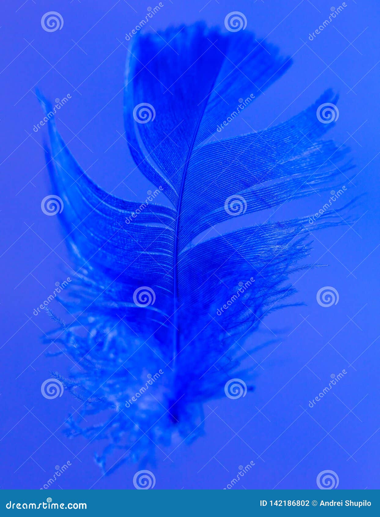 Blue Feather Isolated on Blue Background Stock Photo - Image of plumage ...