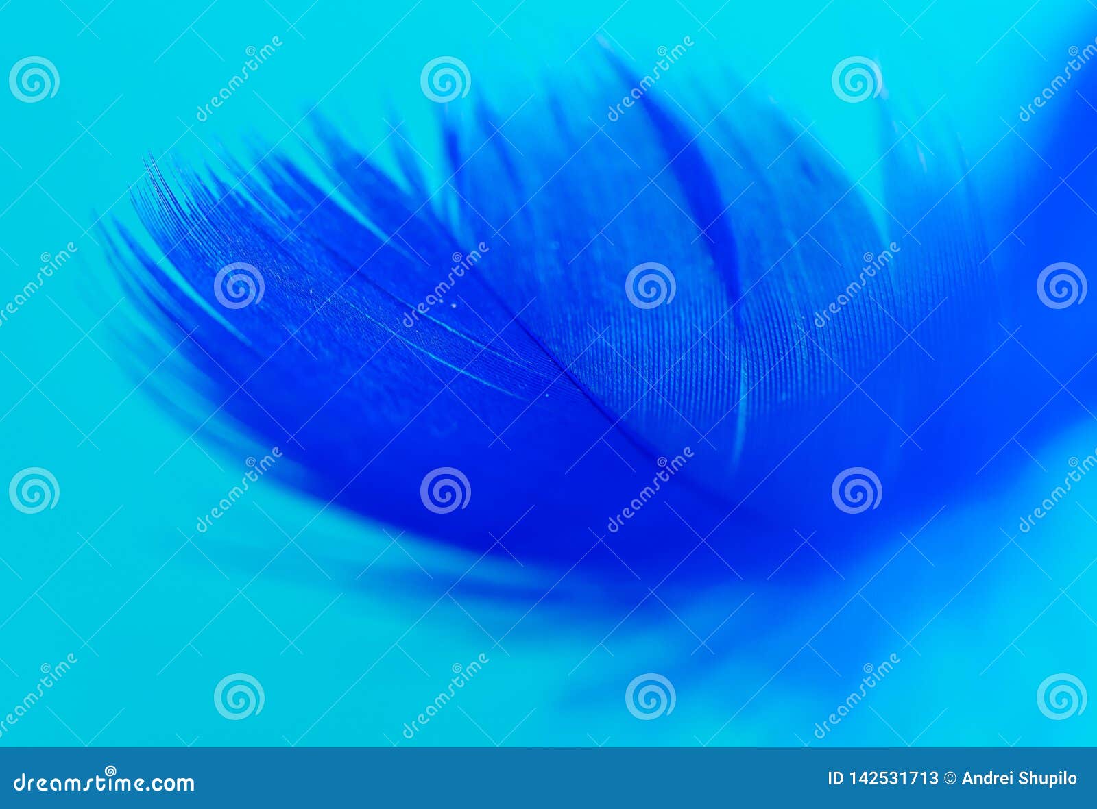 Blue Feather Isolated on Blue Background Stock Image - Image of pattern ...