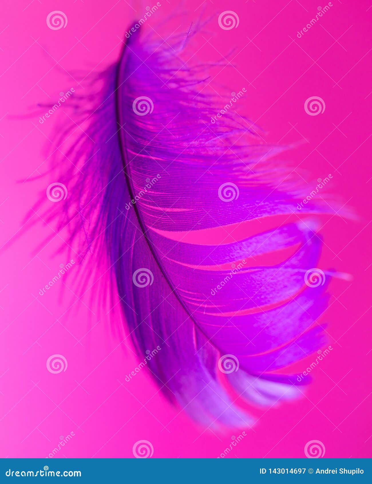 Blue Feather Isolated on Pink Background Stock Image - Image of design ...