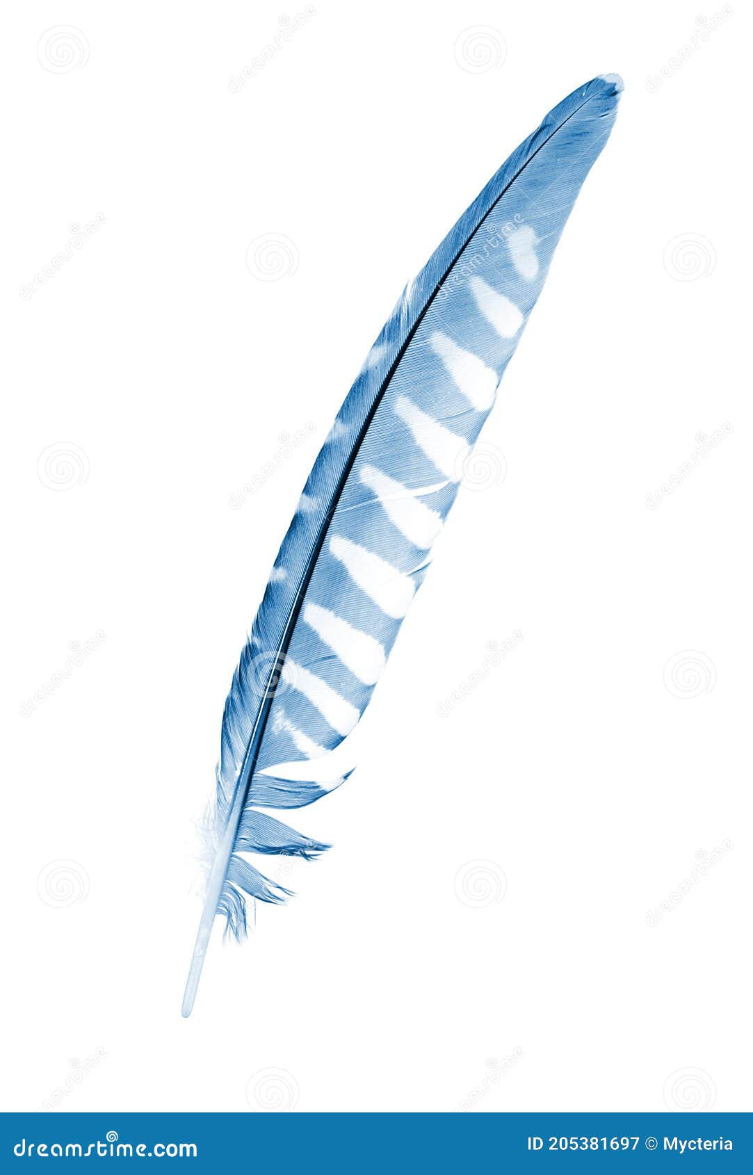 Blue feather stock image. Image of fall, contrast, nature - 205381697