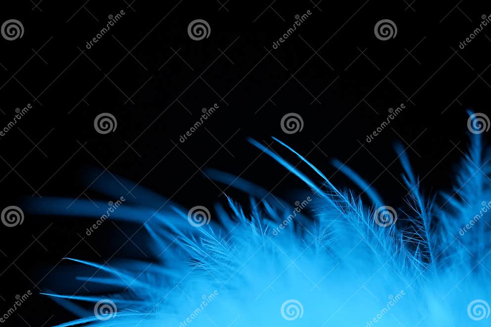 Blue Feather in Macro, Bird Feather, Cold Light Stock Photo - Image of ...