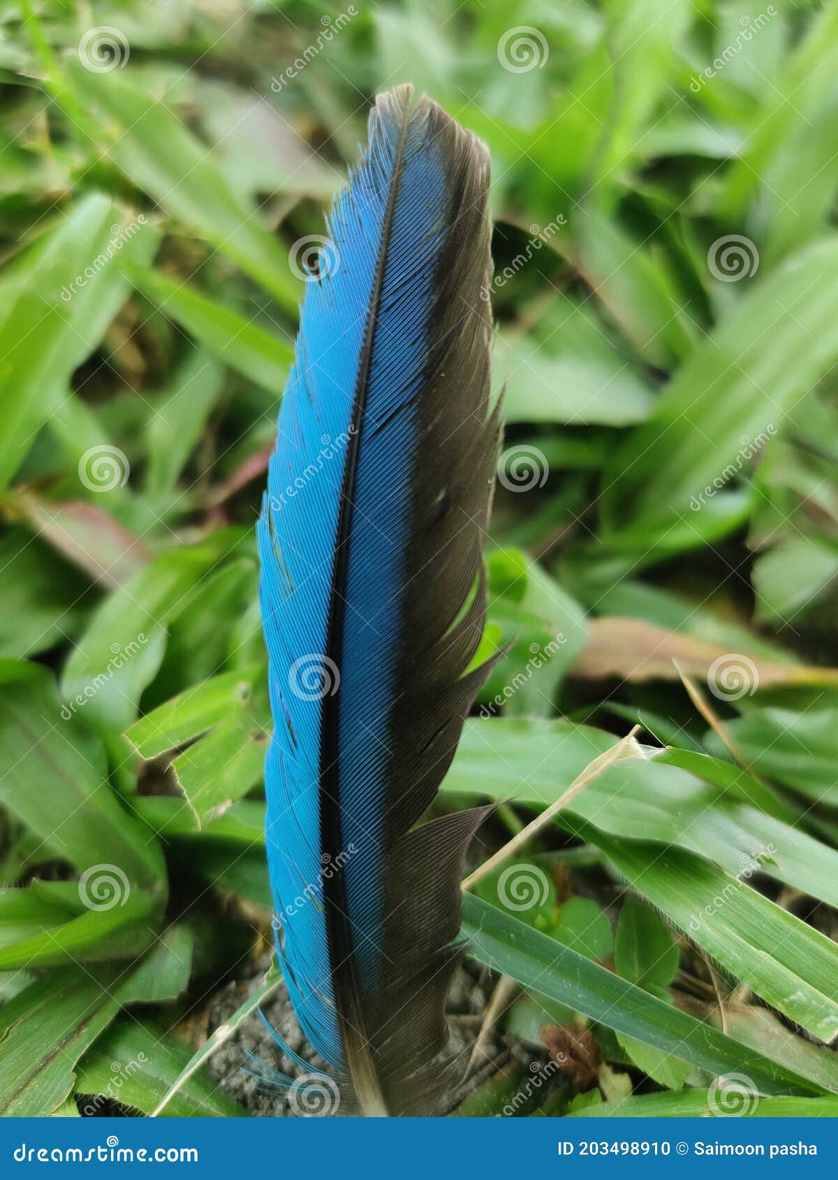 Feathernice Stock Photos - Free & Royalty-Free Stock Photos from Dreamstime