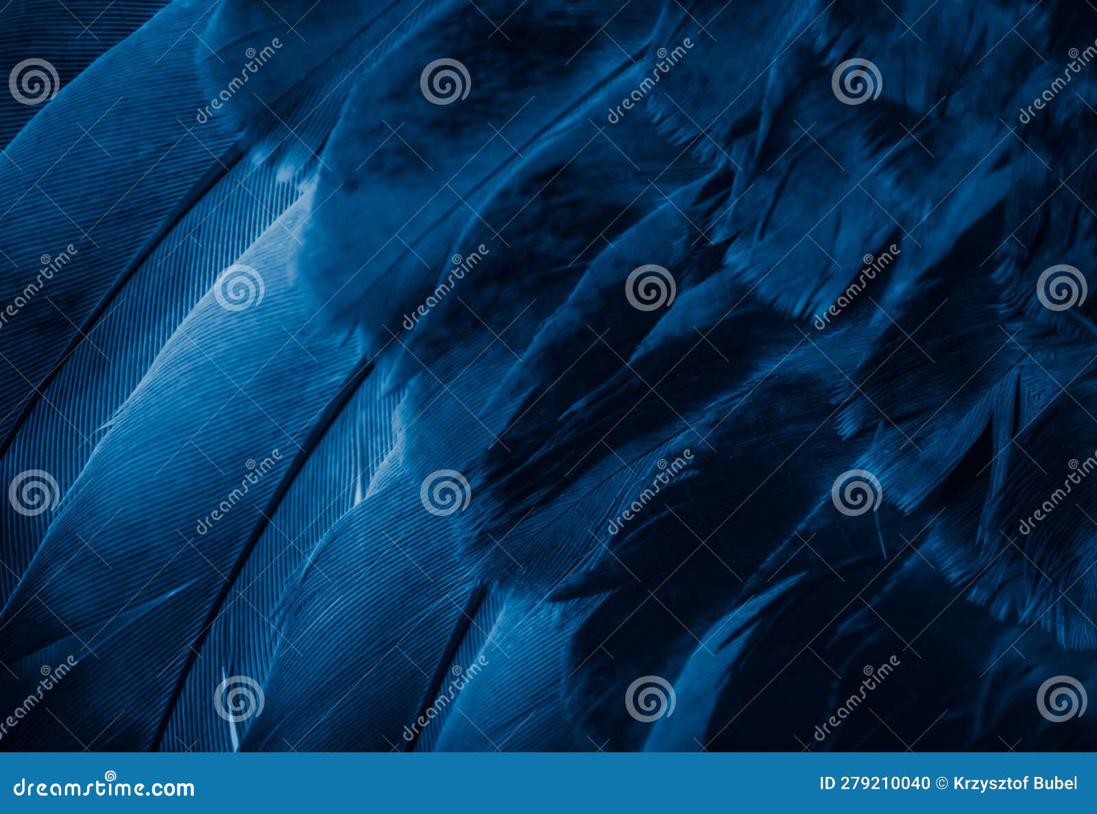 Blue Feather Pigeon Macro Photo. Texture or Background Stock Photo ...