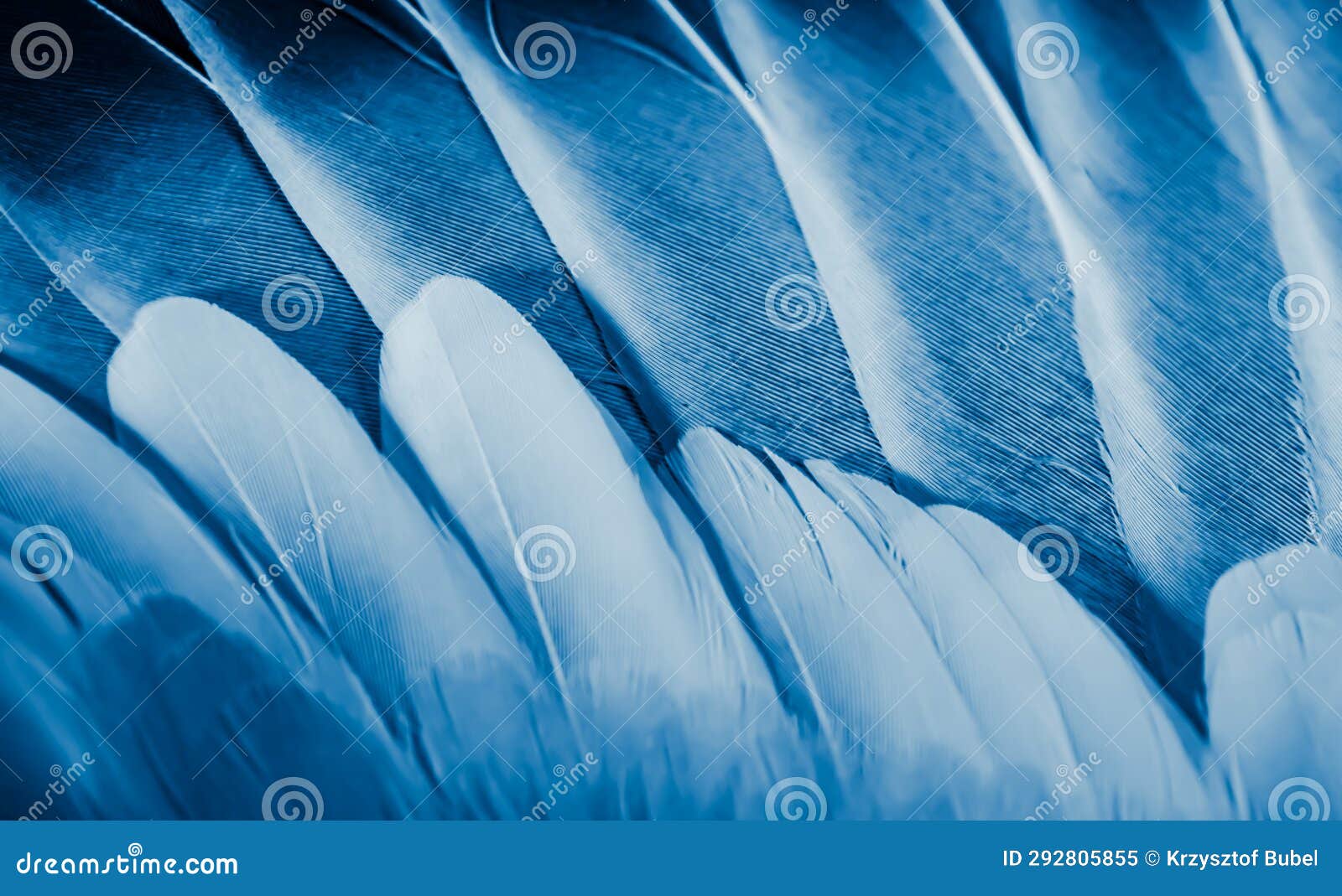 Blue Feather Pigeon Macro Photo. Texture or Background Stock Image ...