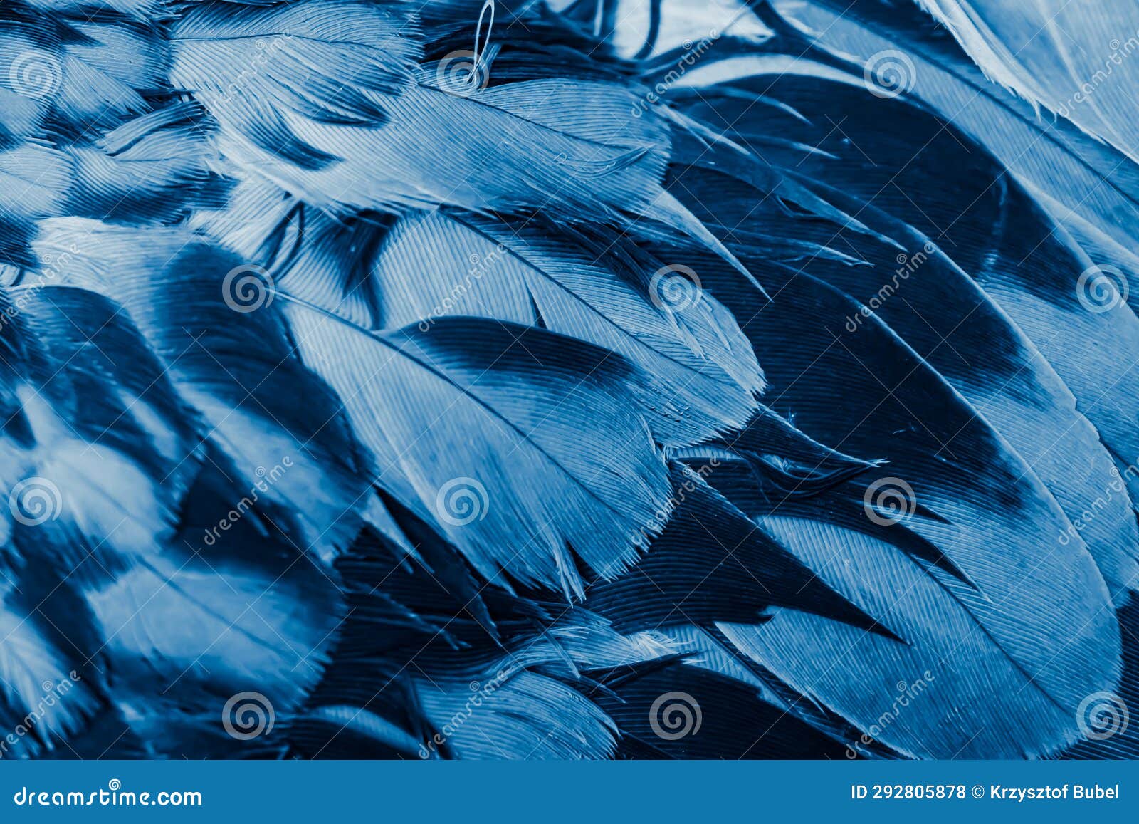 Blue Feather Pigeon Macro Photo. Texture or Background Stock Photo ...