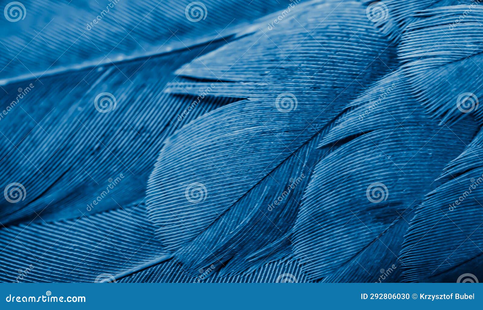 Blue Feather Pigeon Macro Photo. Texture or Background Stock Photo ...